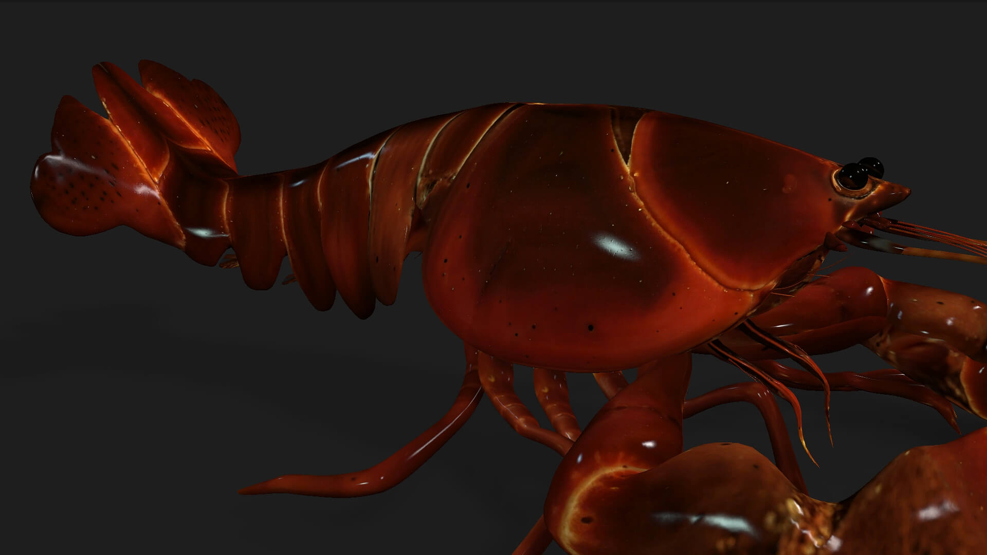 Lobster-A1-Animated 3D Model by Animated3d