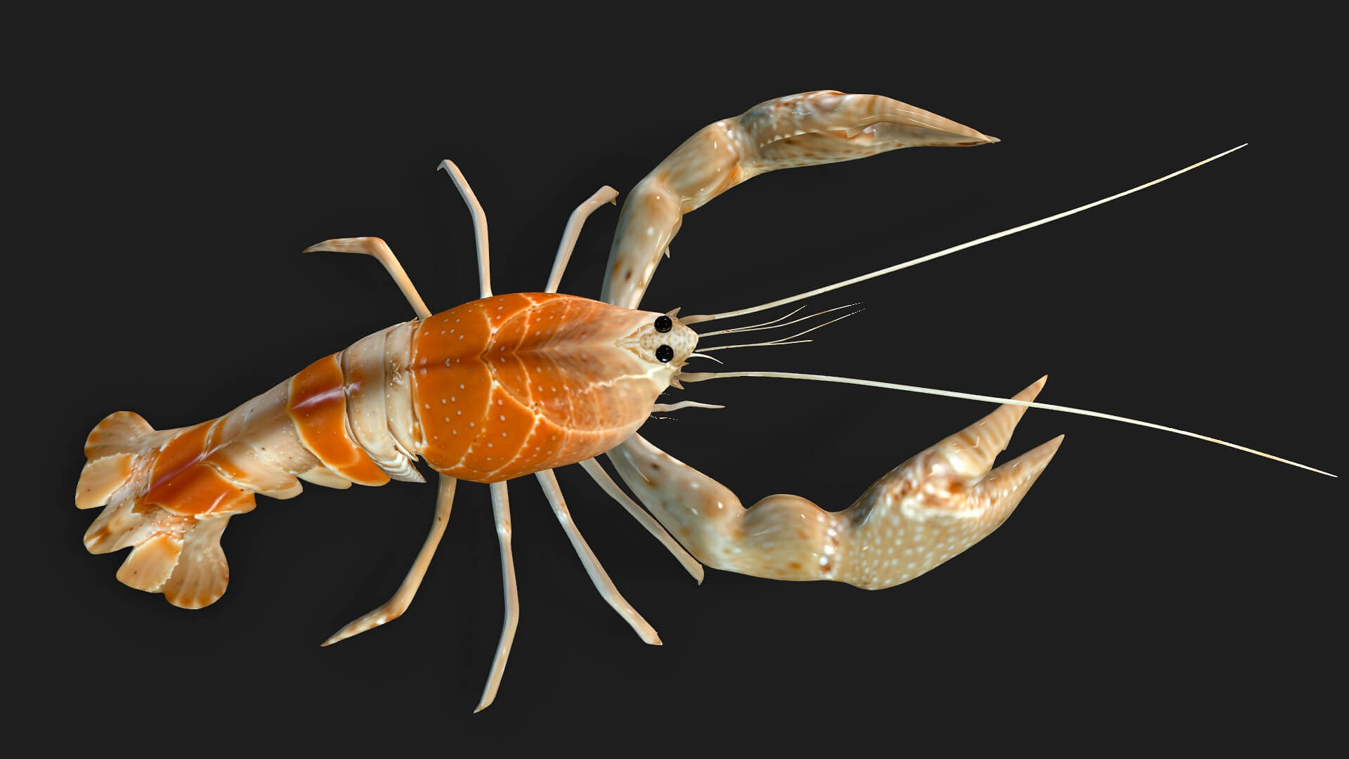 Lobster-A2-Animated 3D Model by Animated3d