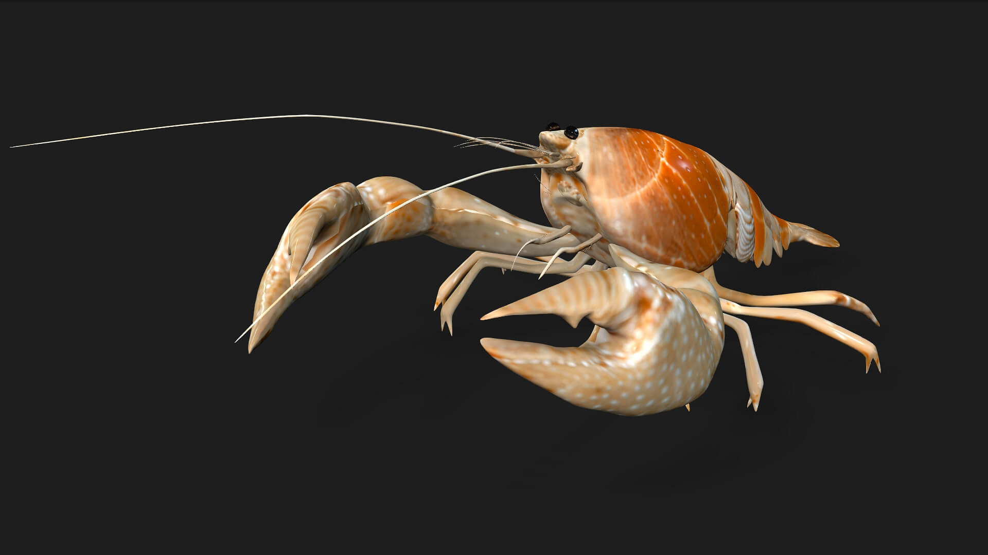 Lobster-A2-Animated 3D Model by Animated3d