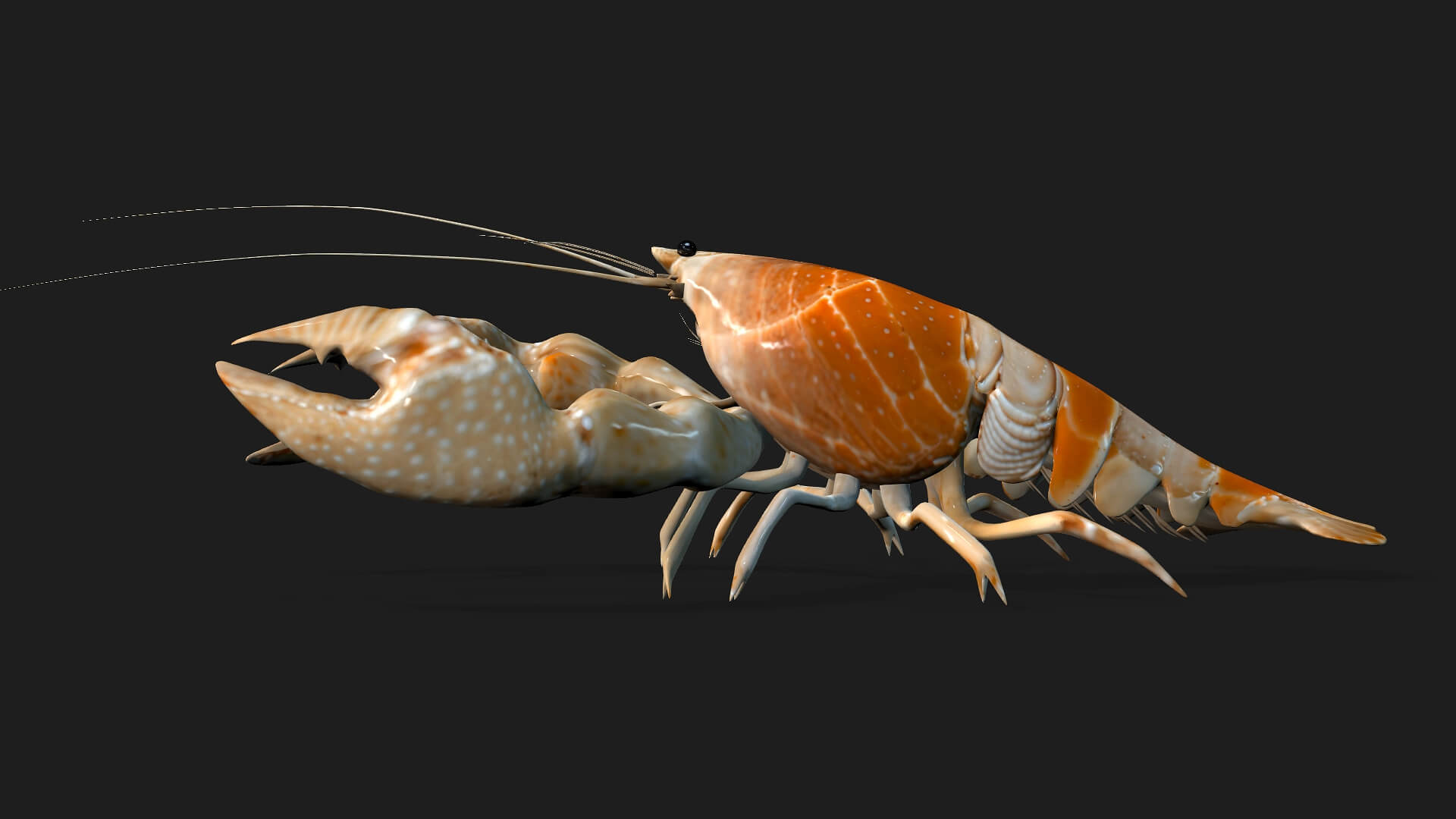 Lobster-A2-Animated 3D Model by Animated3d