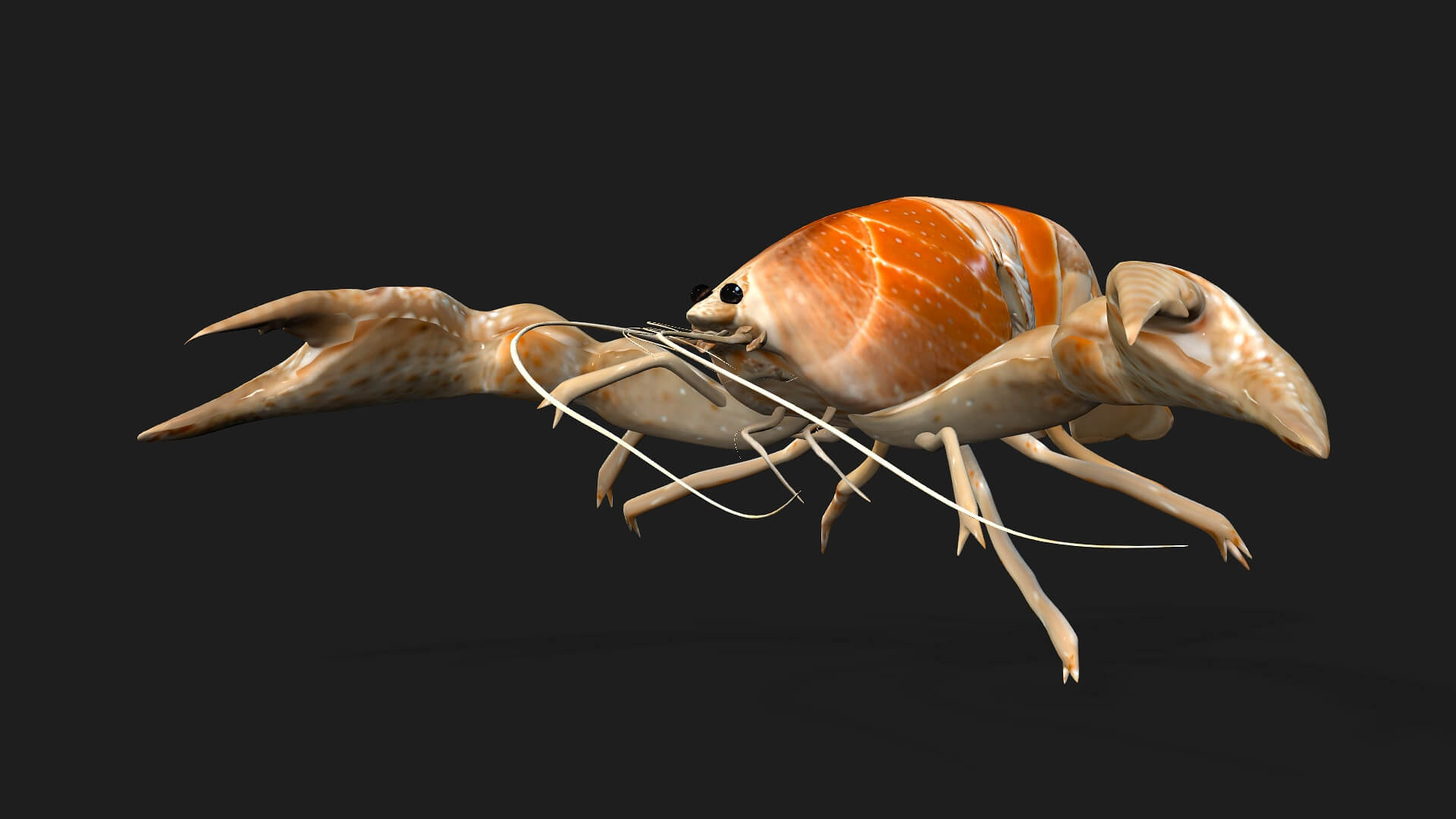 Lobster-A2-Animated 3D Model by Animated3d