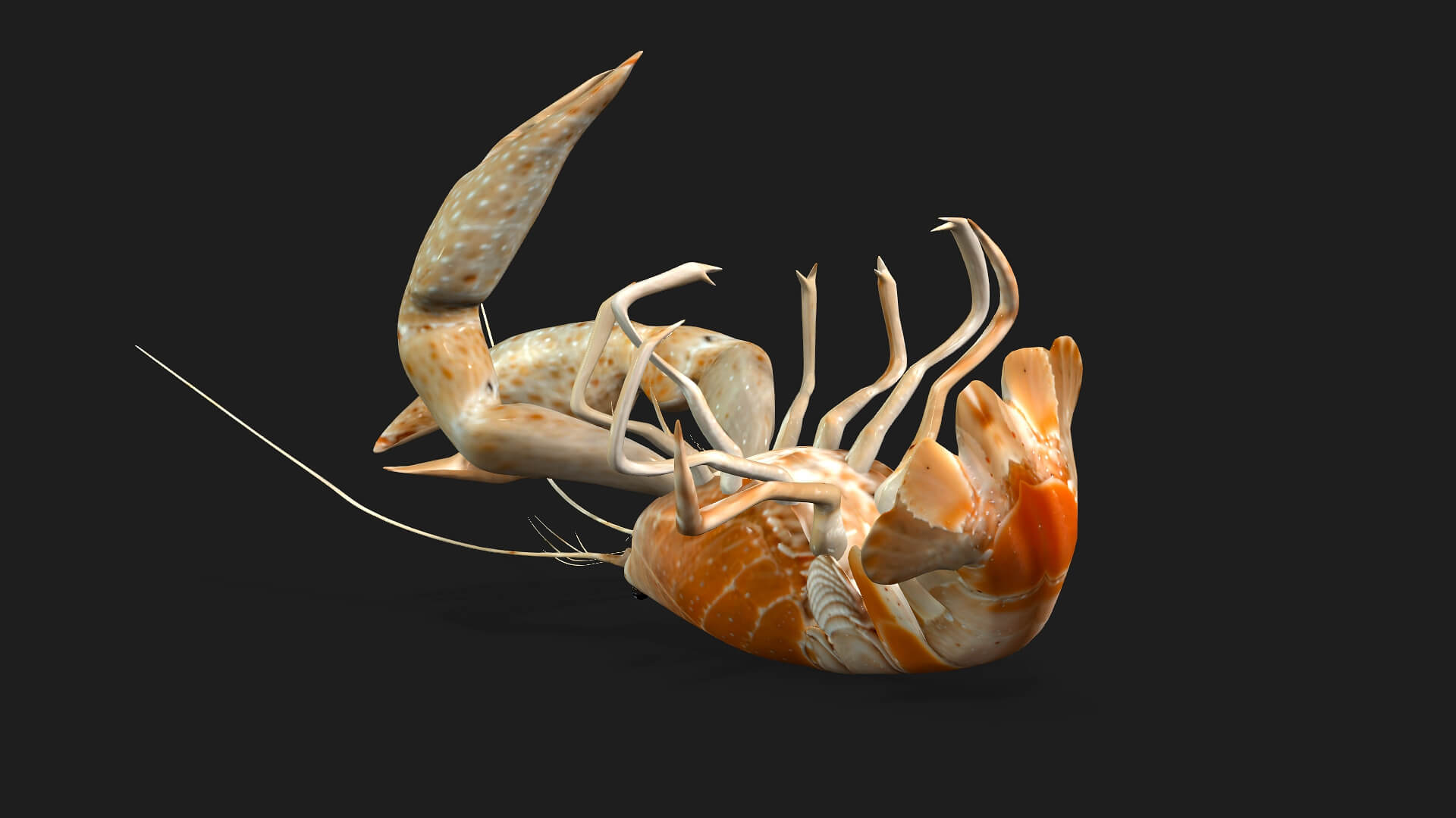 Lobster-A2-Animated 3D Model by Animated3d