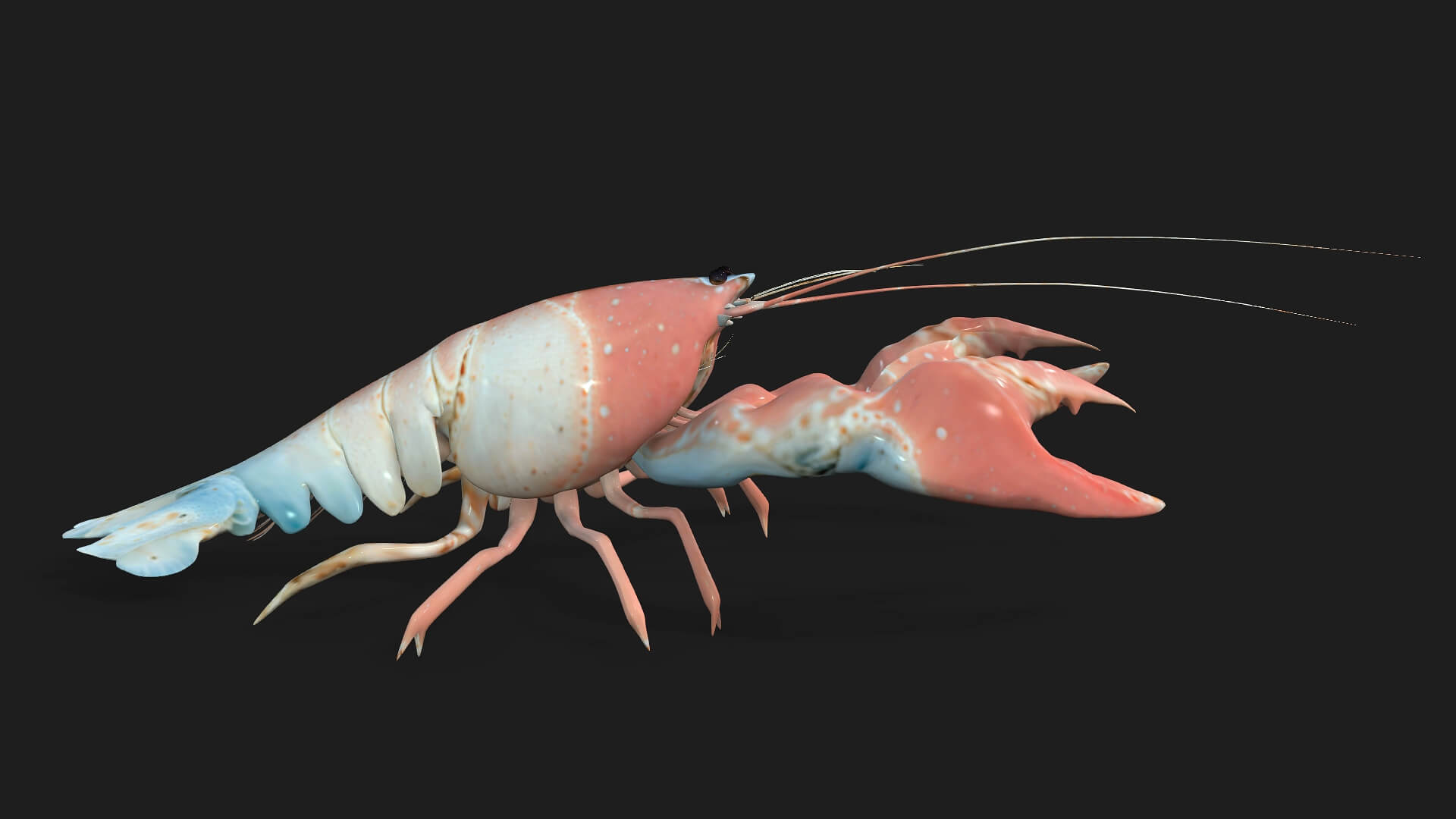 Lobster-A3-Animated 3D Model by Animated3d