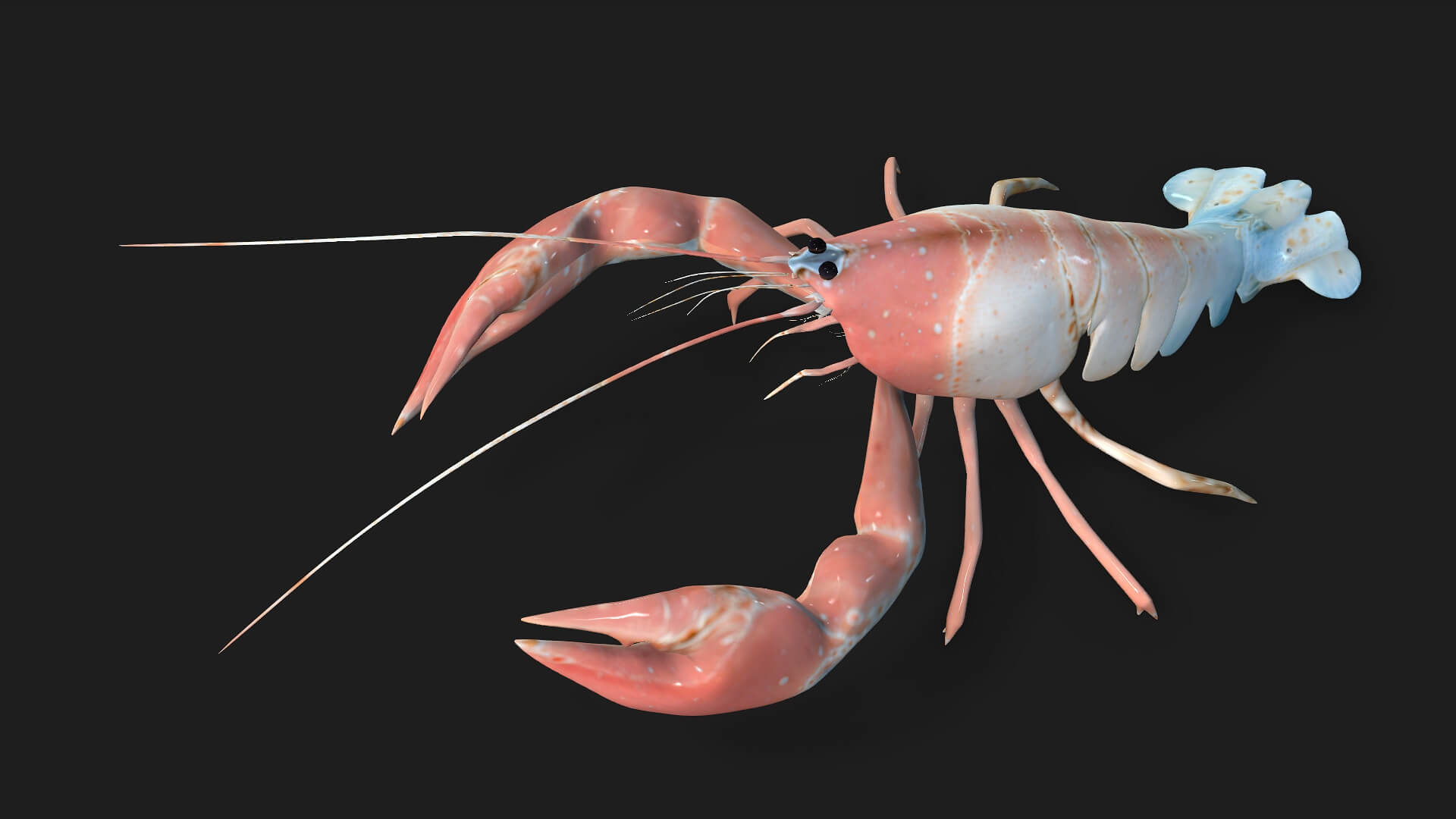 Lobster-A3-Animated 3D Model by Animated3d