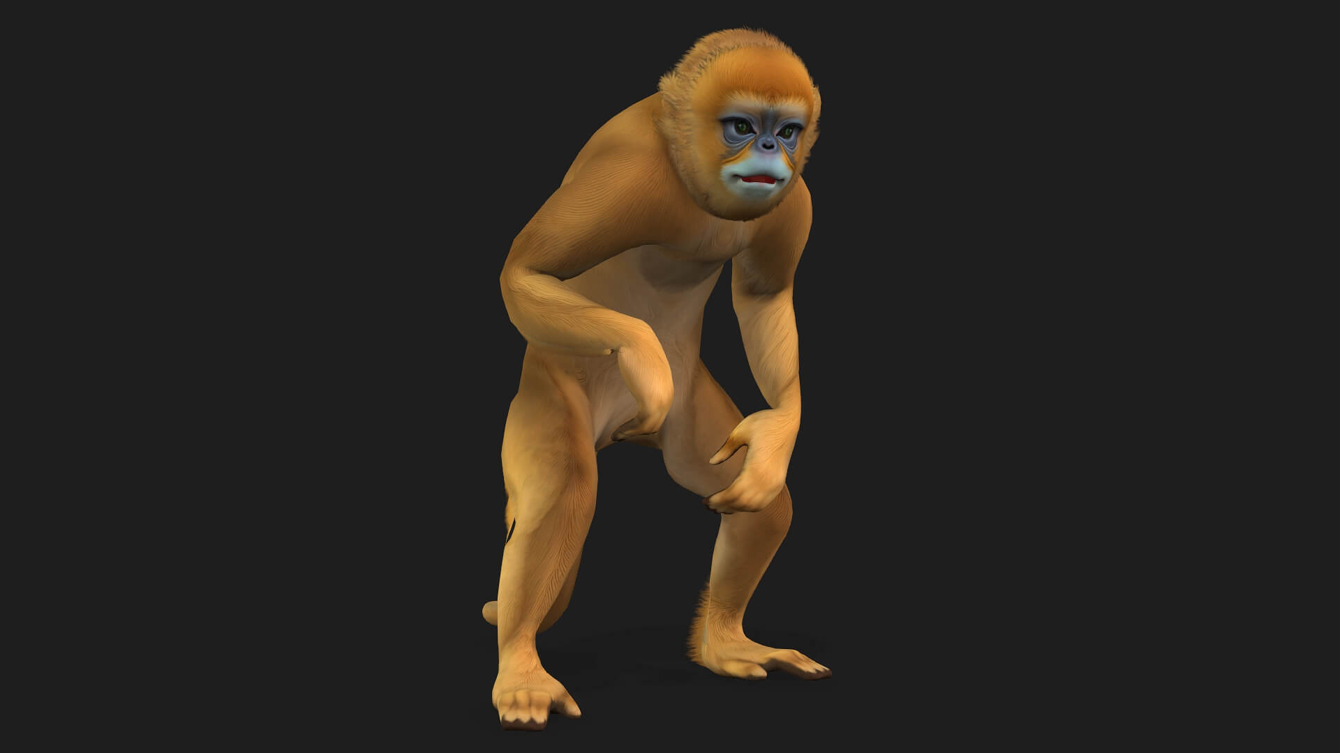 Monkey-A1-Animated 3D Animation by Animated3d