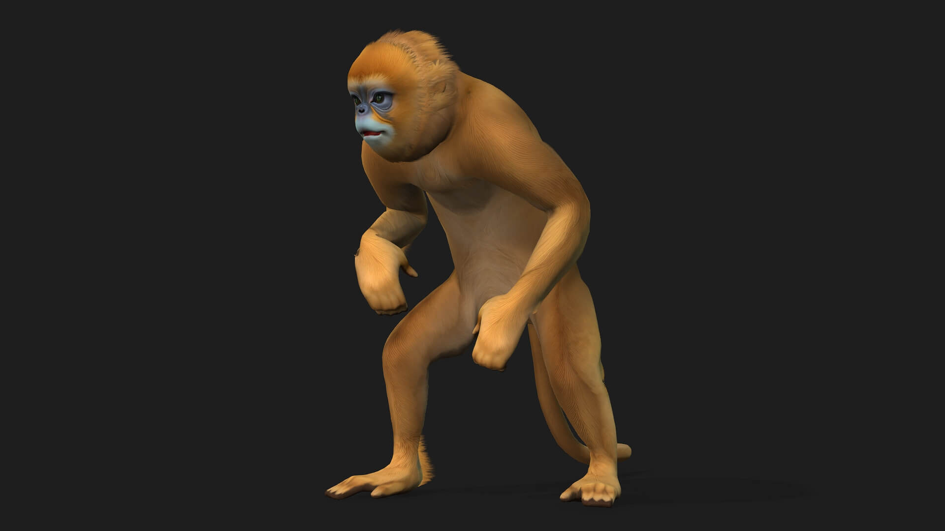Monkey-A1-Animated 3D Animation by Animated3d