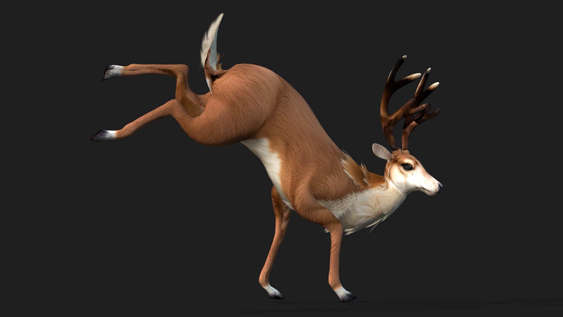 Moose A1 Animated - 3D Model by Animated3d