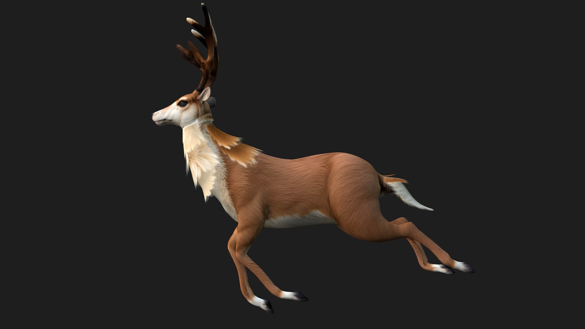 Moose A1 Animated - 3D Model by Animated3d