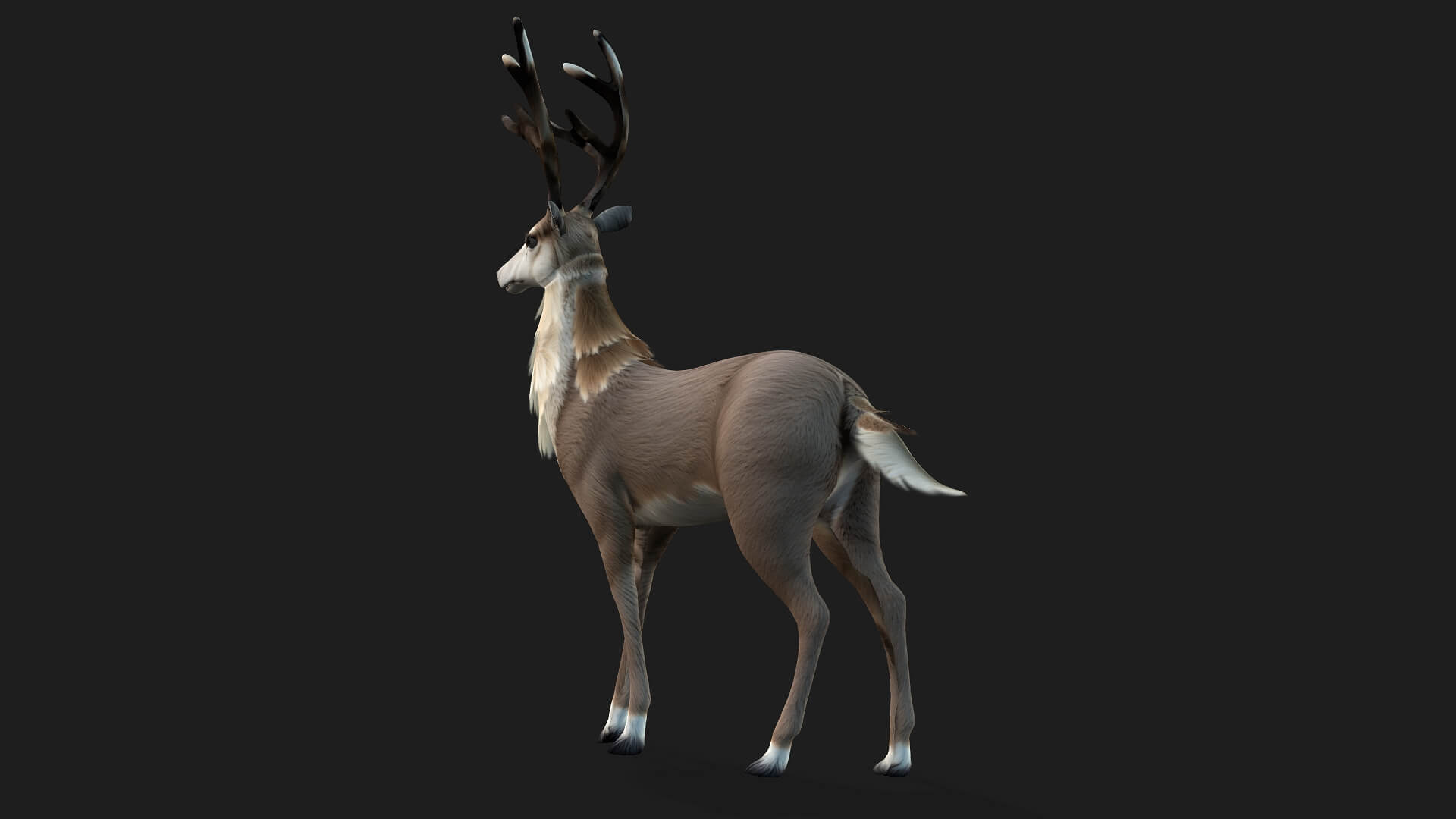 Moose A2 Animated - 3D Model by Animated3d