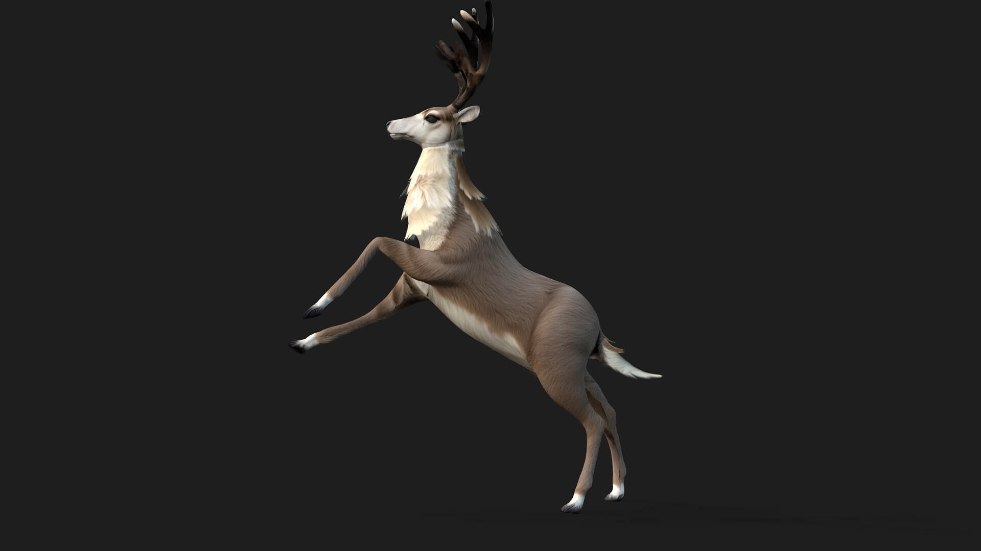 Moose A2 Animated - 3D Model by Animated3d