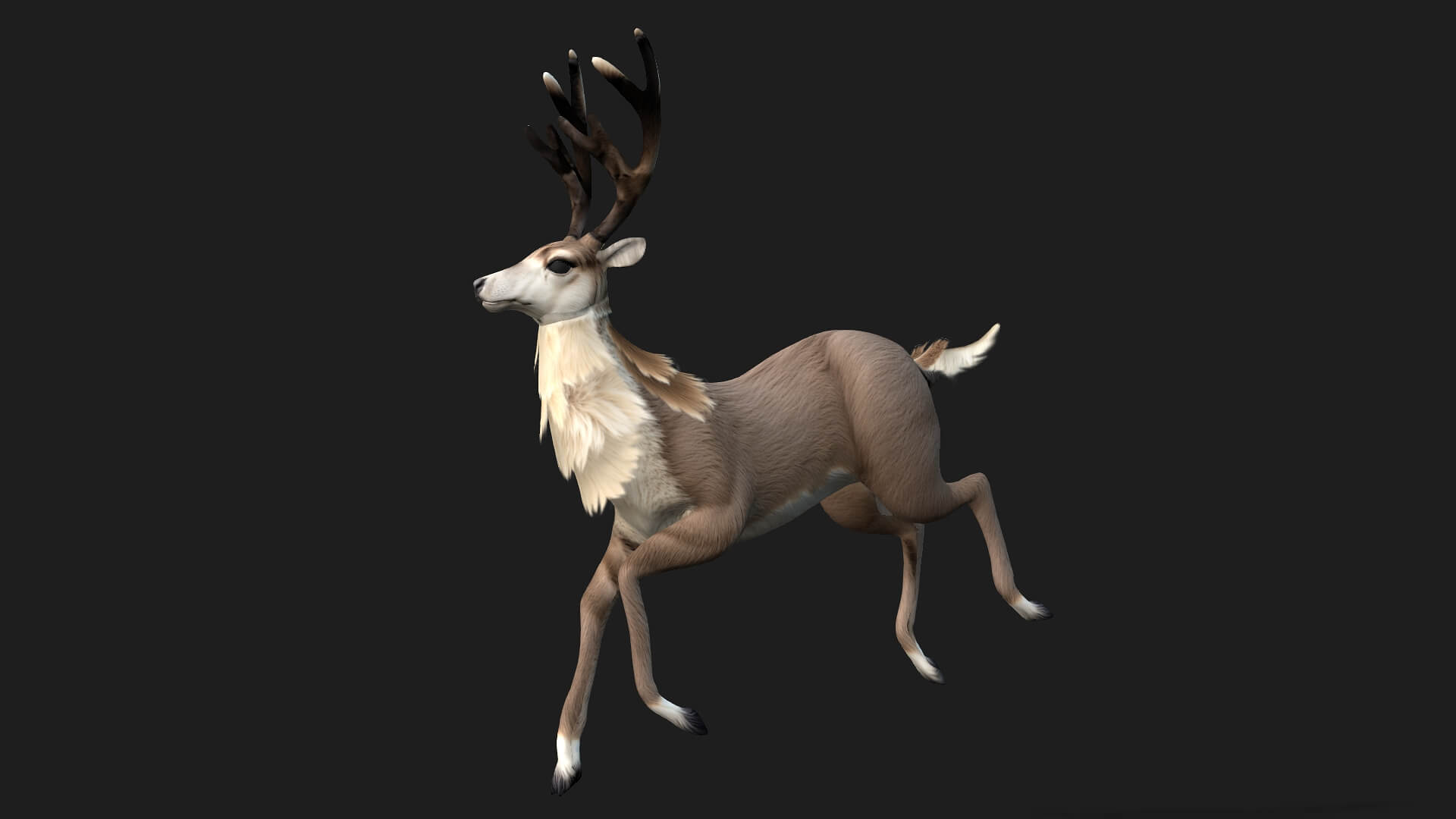 Moose A2 Animated - 3D Model by Animated3d