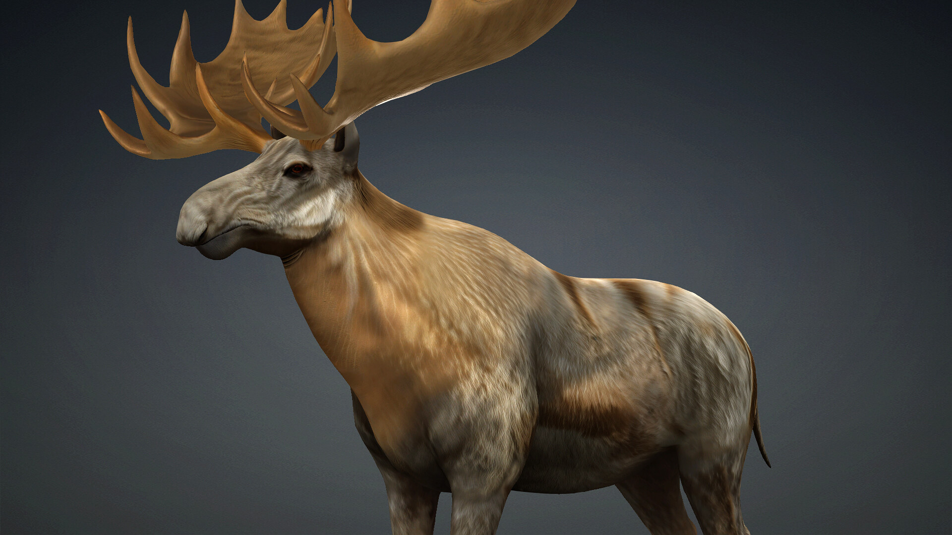 Moose-B1-Animated 3D Animation by Animated3d