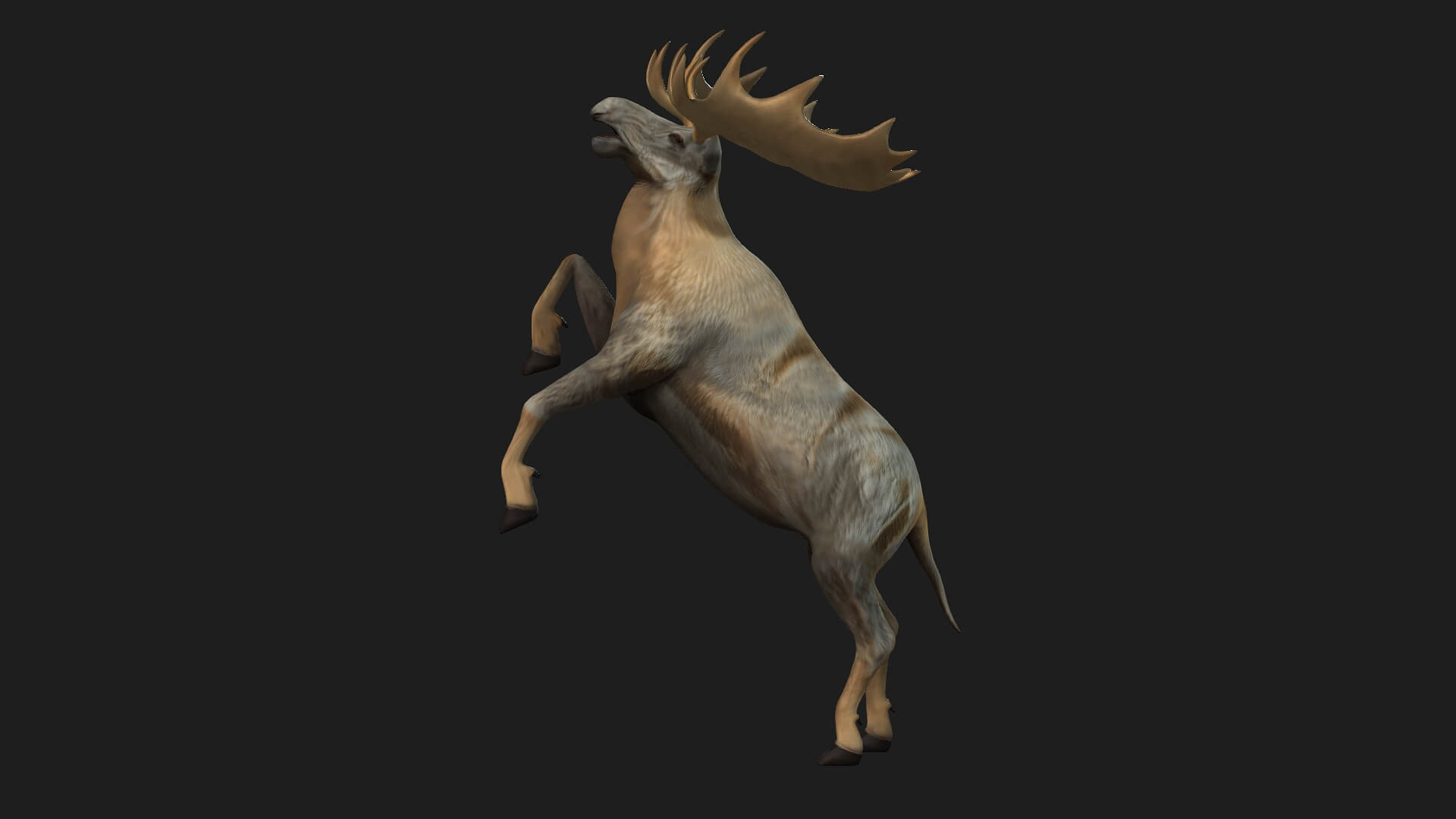 Moose-B1-Animated 3D Animation by Animated3d