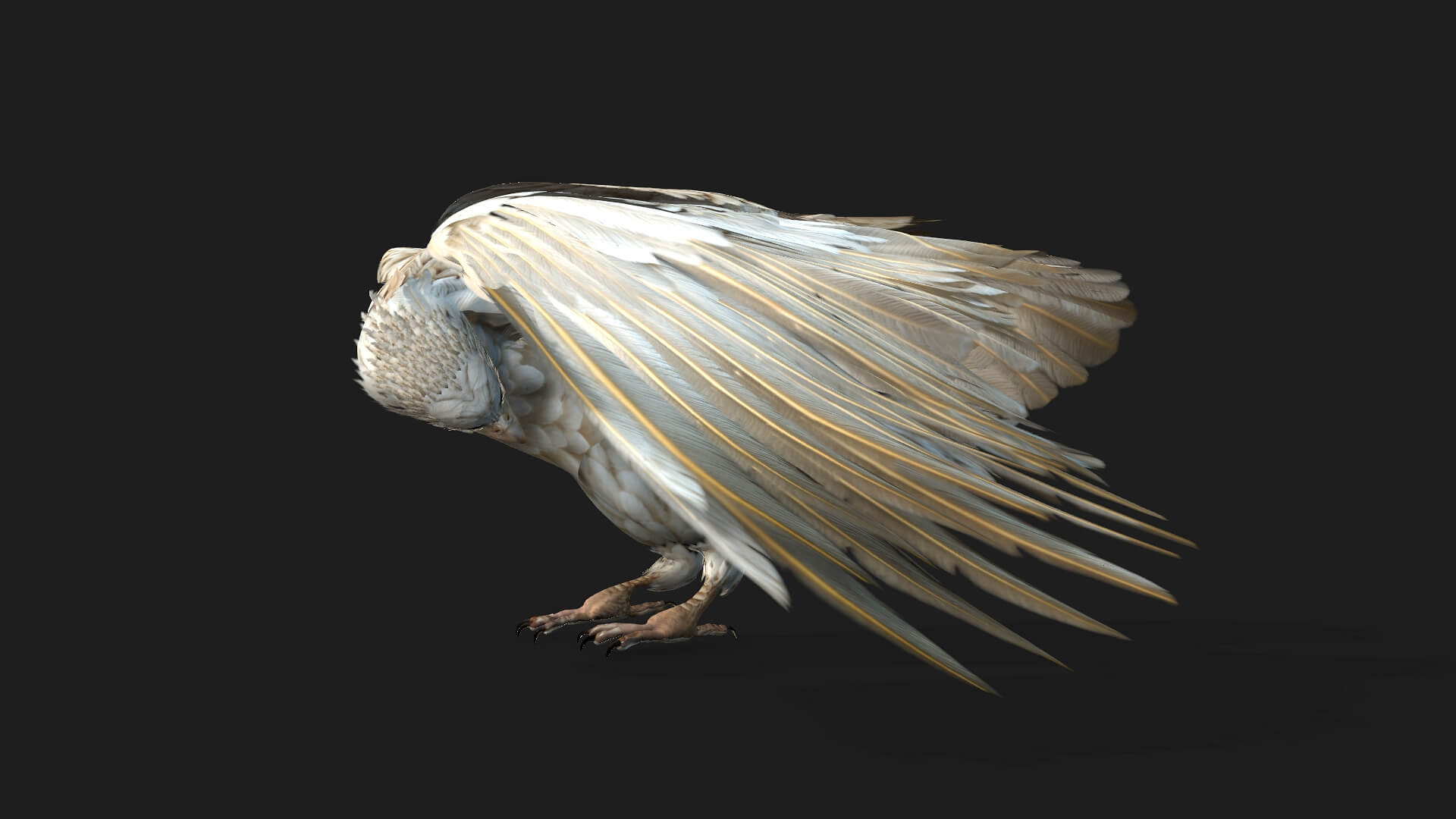 Pack-01-Bird Family 3D Animation by Animated3d