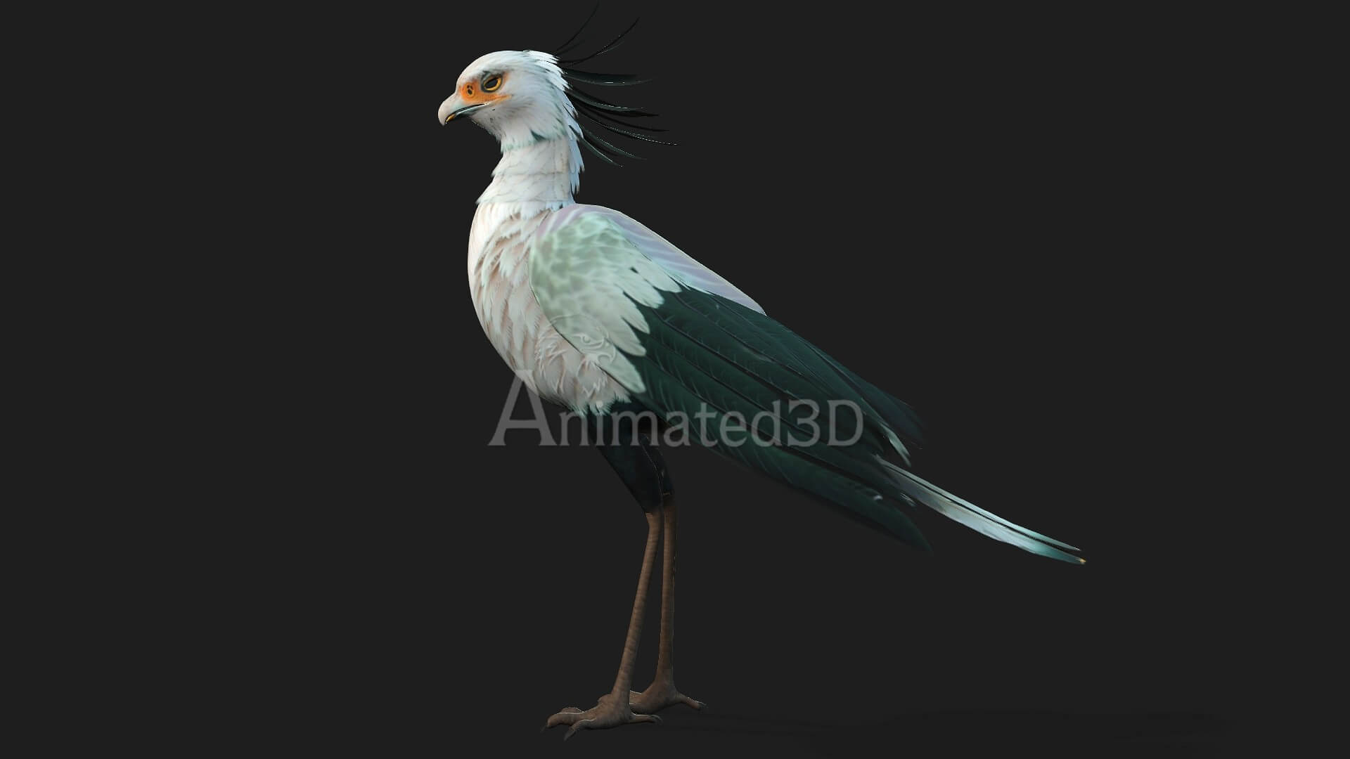 Pack-02-Bird Family 3D Animation by Animated3d