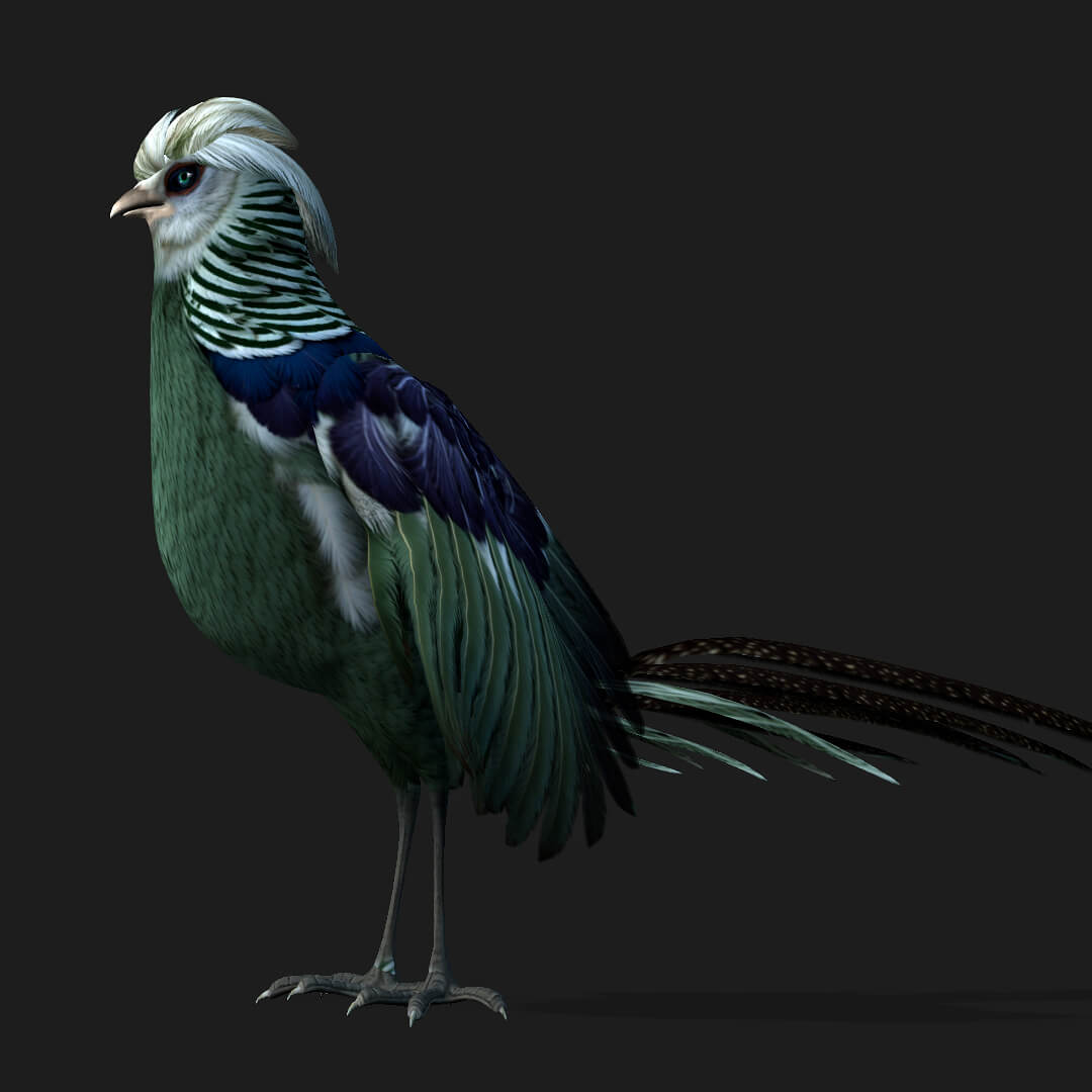 Pack-03-Bird Family 3D Animation by Animated3d