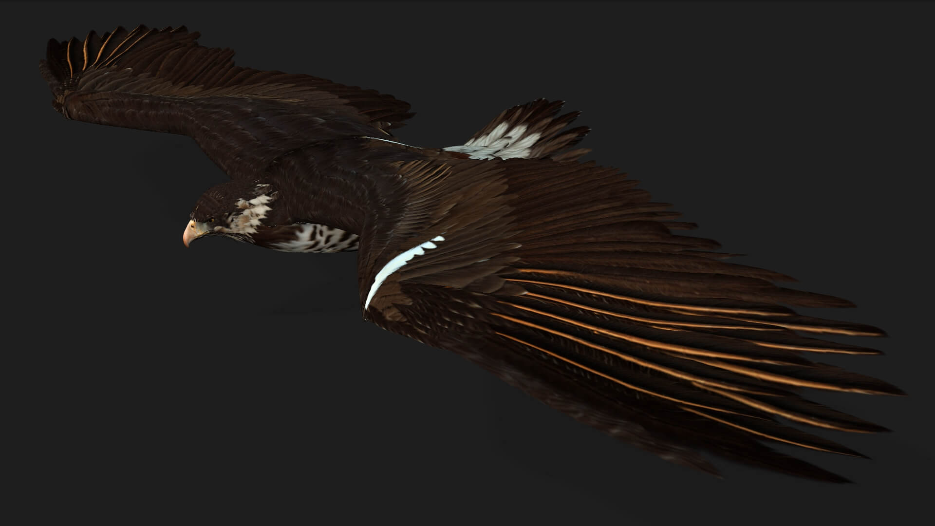 Pack-03-Bird Family 3D Animation by Animated3d