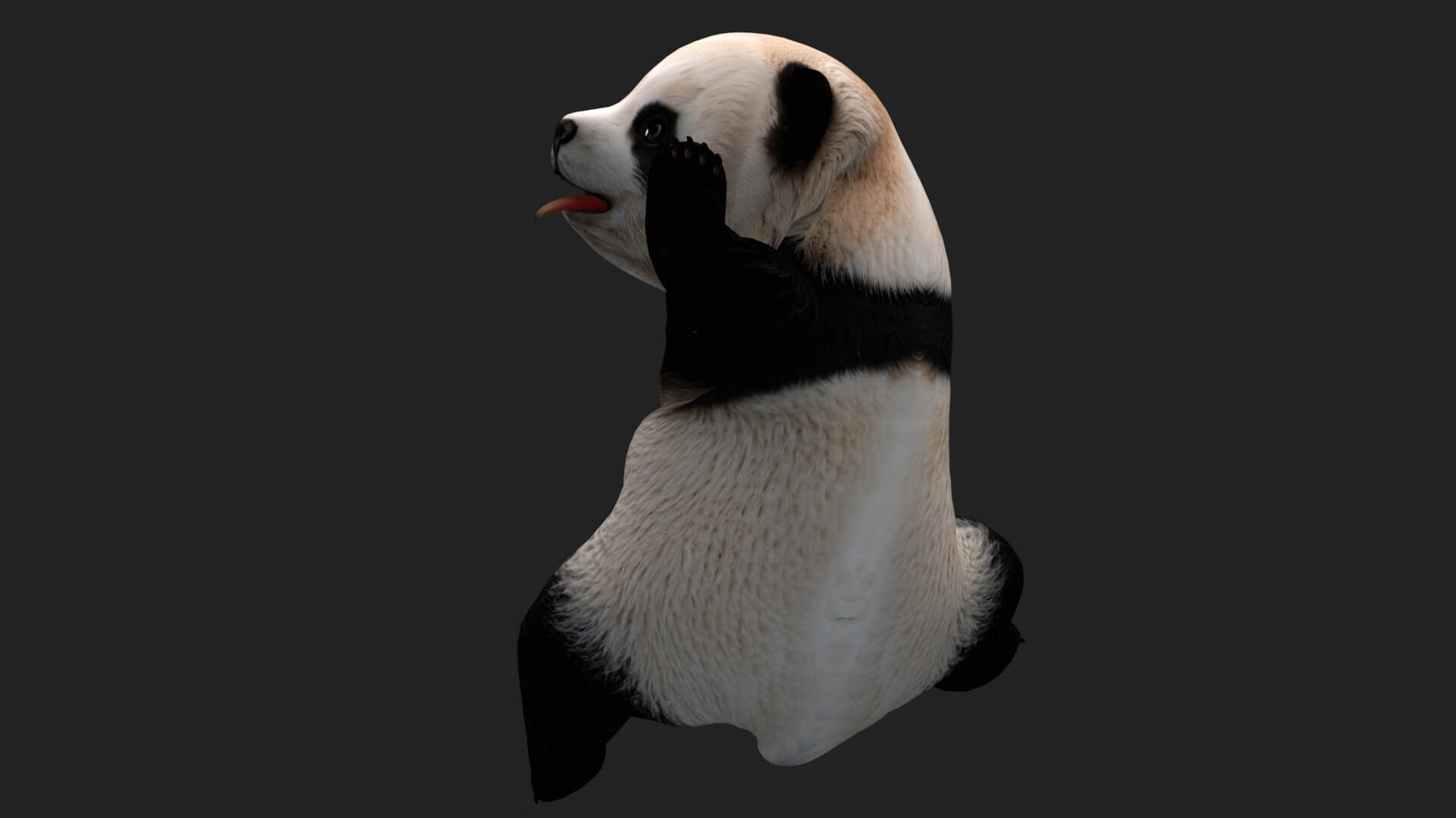 Panda A1 Animated - 3D Model by Animated3d