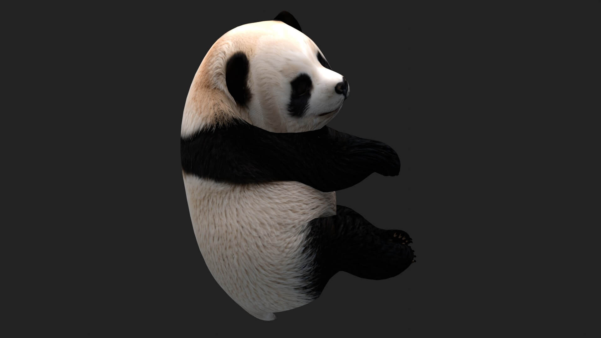 Panda A1 Animated - 3D Model by Animated3d