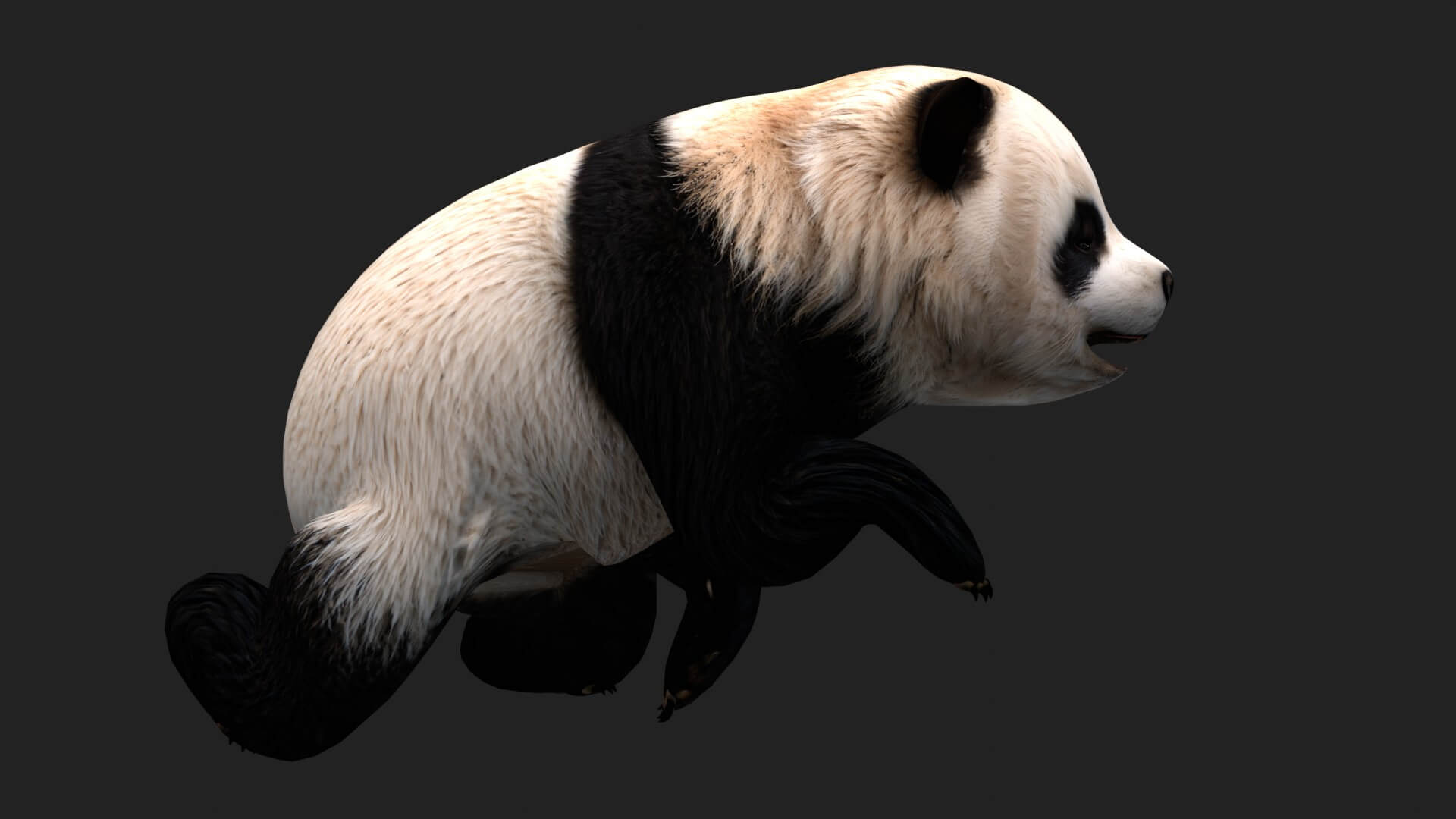 Panda A1 Animated - 3D Model by Animated3d