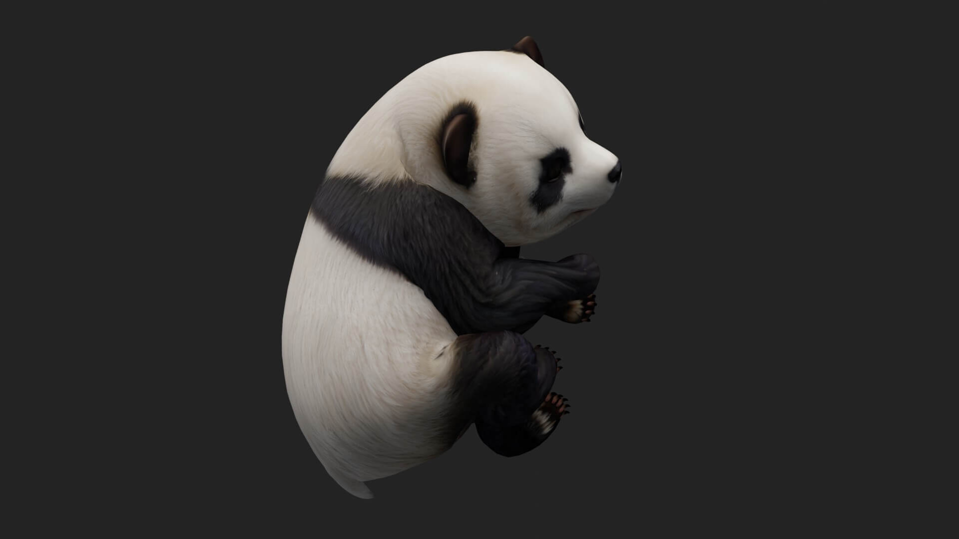 Panda A2 Animated - 3D Model by Animated3d