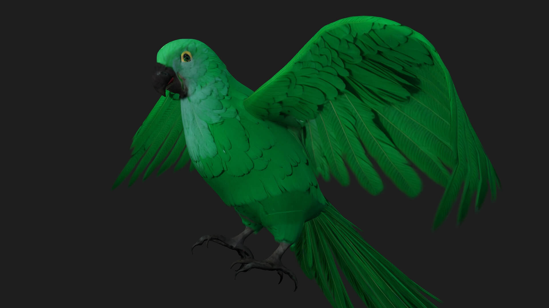 Parrot A11 Animated - 3D Model by Animated3d