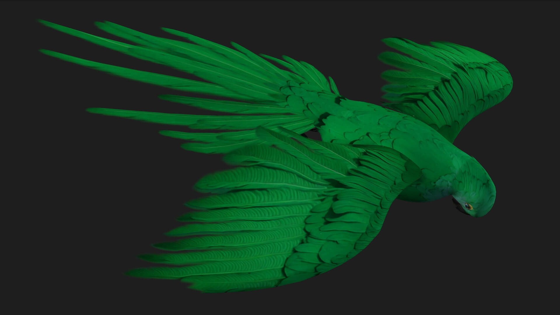 Parrot A11 Animated - 3D Model by Animated3d