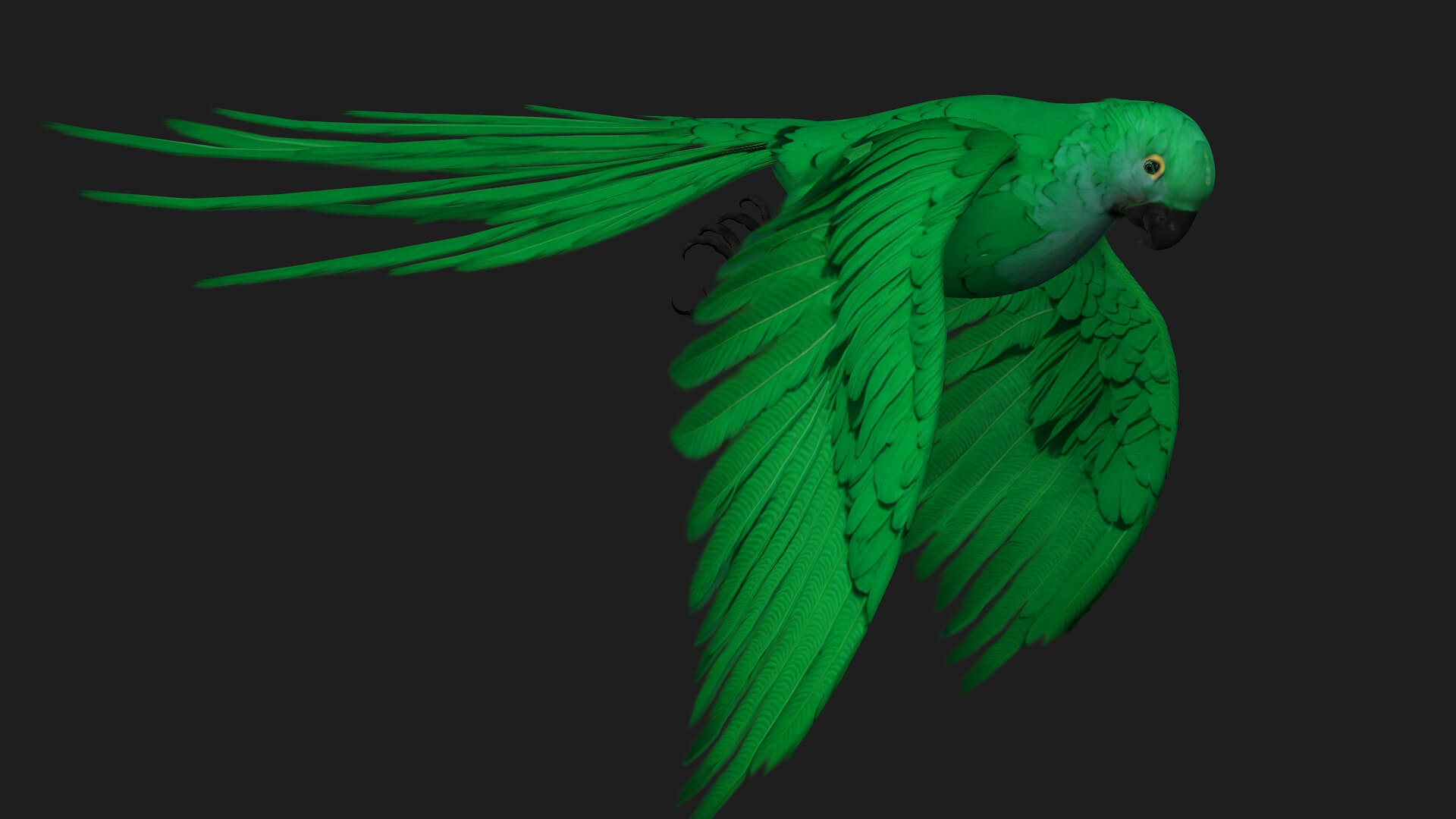 Parrot A11 Animated - 3D Model by Animated3d