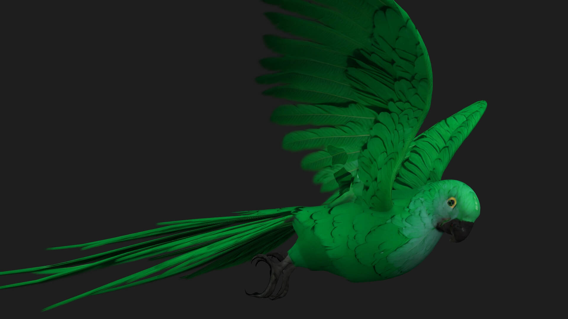 Parrot A11 Animated - 3D Model by Animated3d
