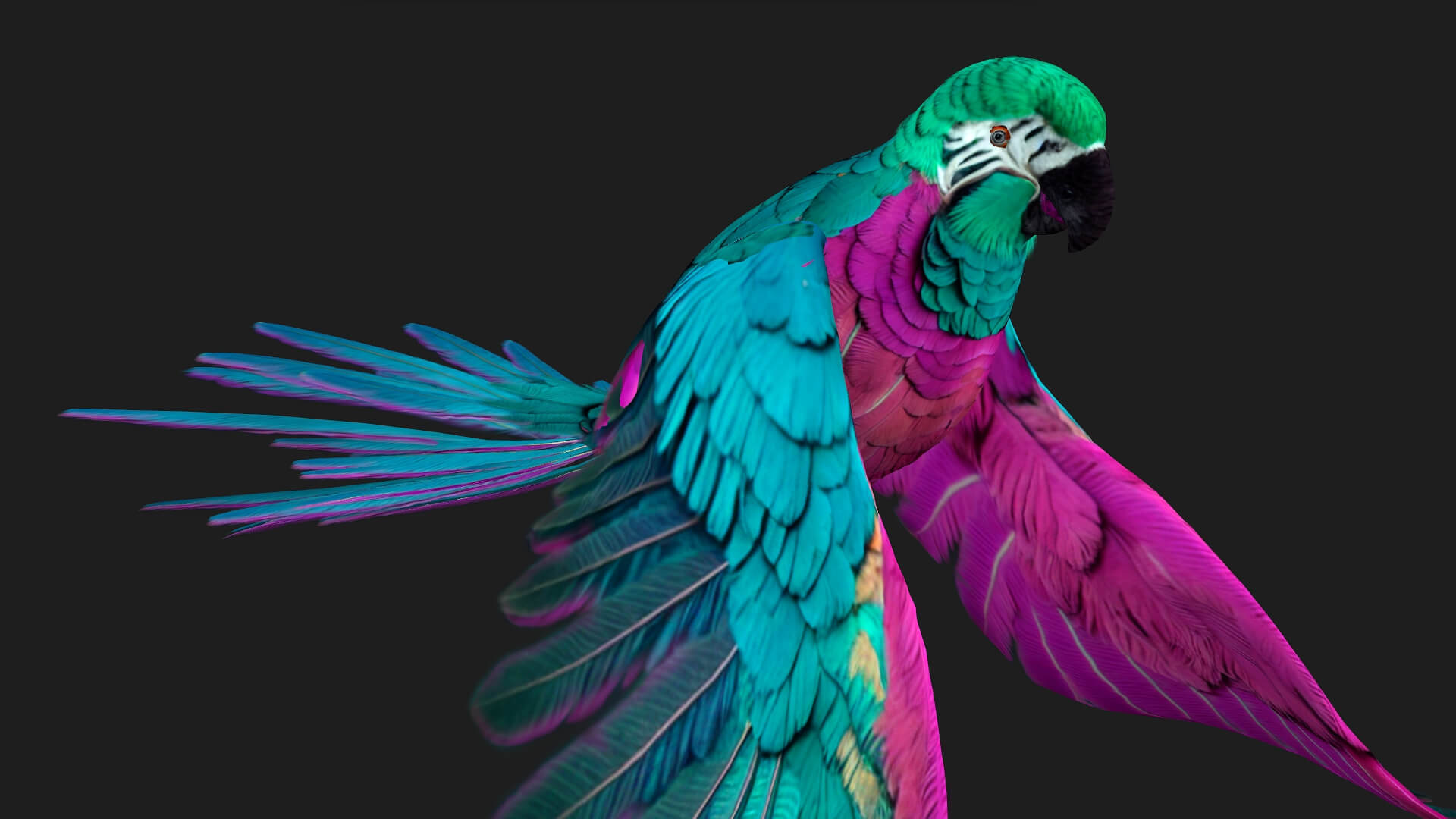 Parrot A3 Animated - 3D Model by Animated3d