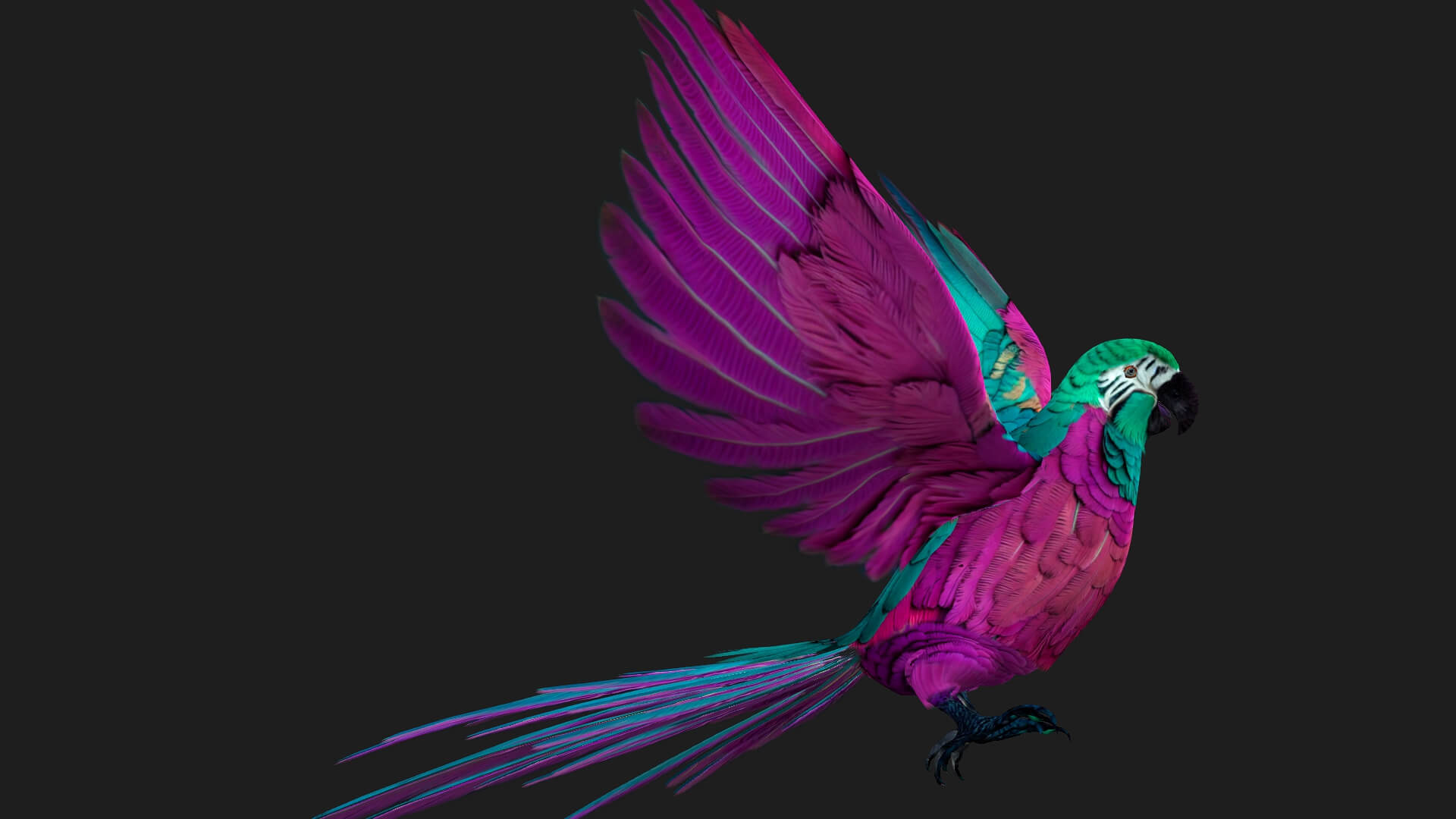 Parrot A3 Animated - 3D Model by Animated3d