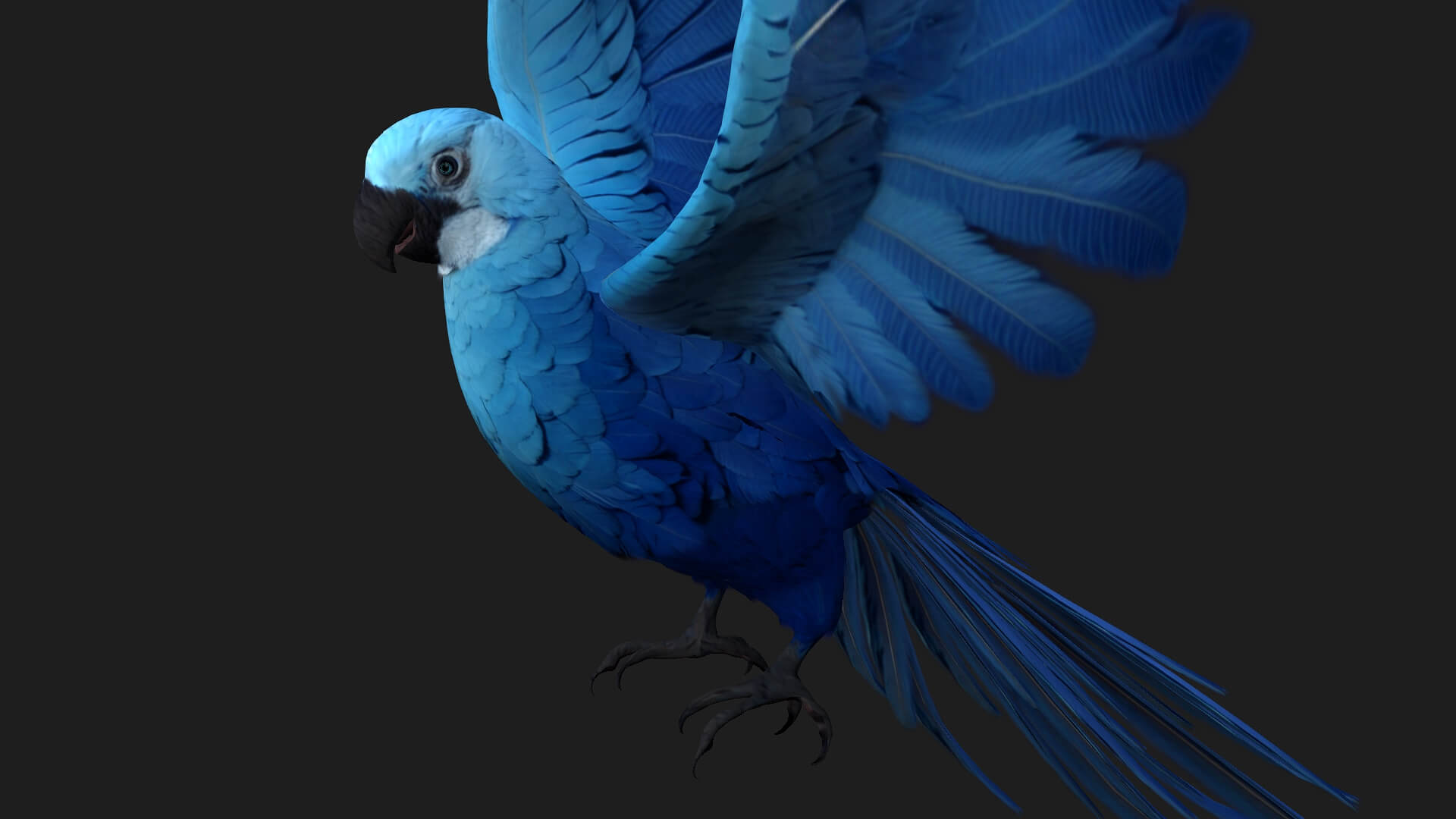 Parrot A4 Animated - 3D Model by Animated3d