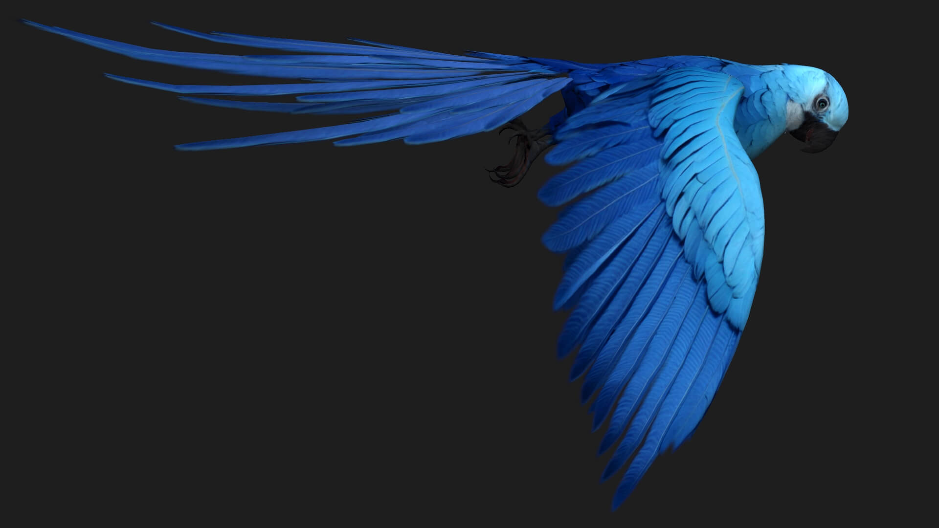 Parrot A4 Animated - 3D Model by Animated3d