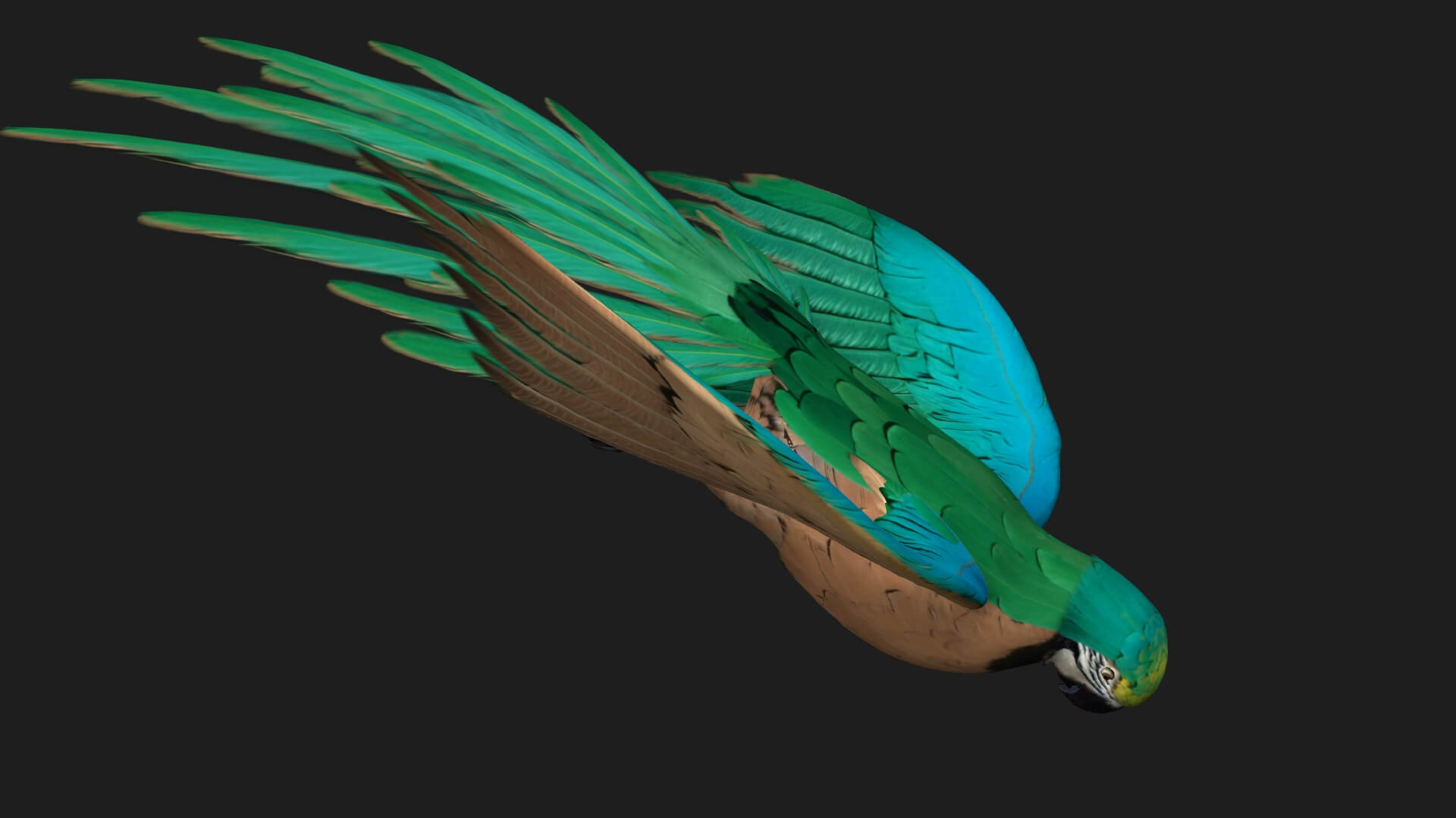 Parrot A5 Animated - 3D Model by Animated3d