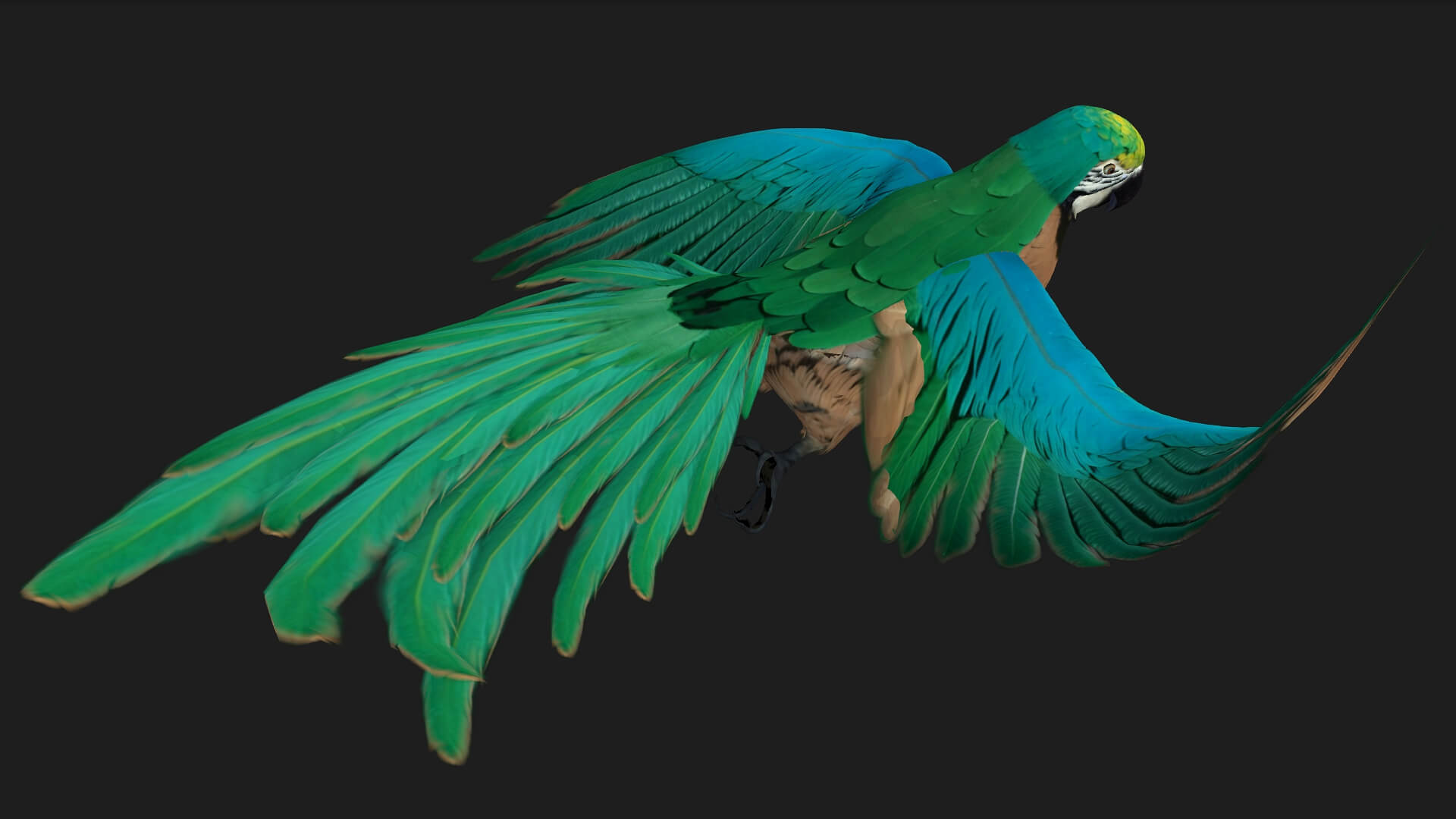 Parrot A5 Animated - 3D Model by Animated3d