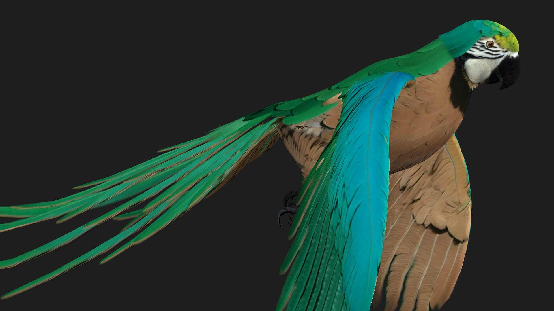 Parrot A5 Animated - 3D Model by Animated3d