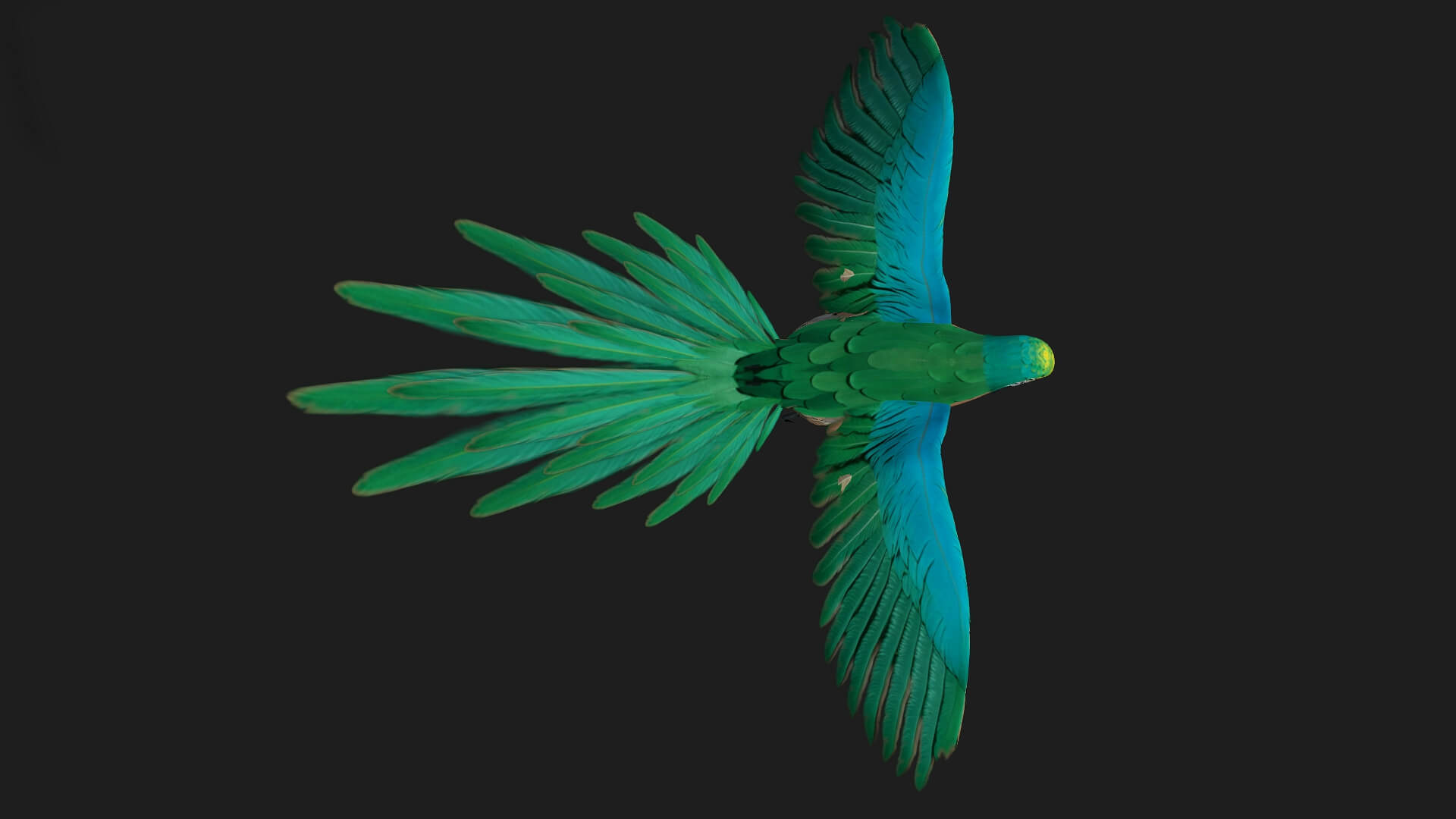 Parrot A5 Animated - 3D Model by Animated3d
