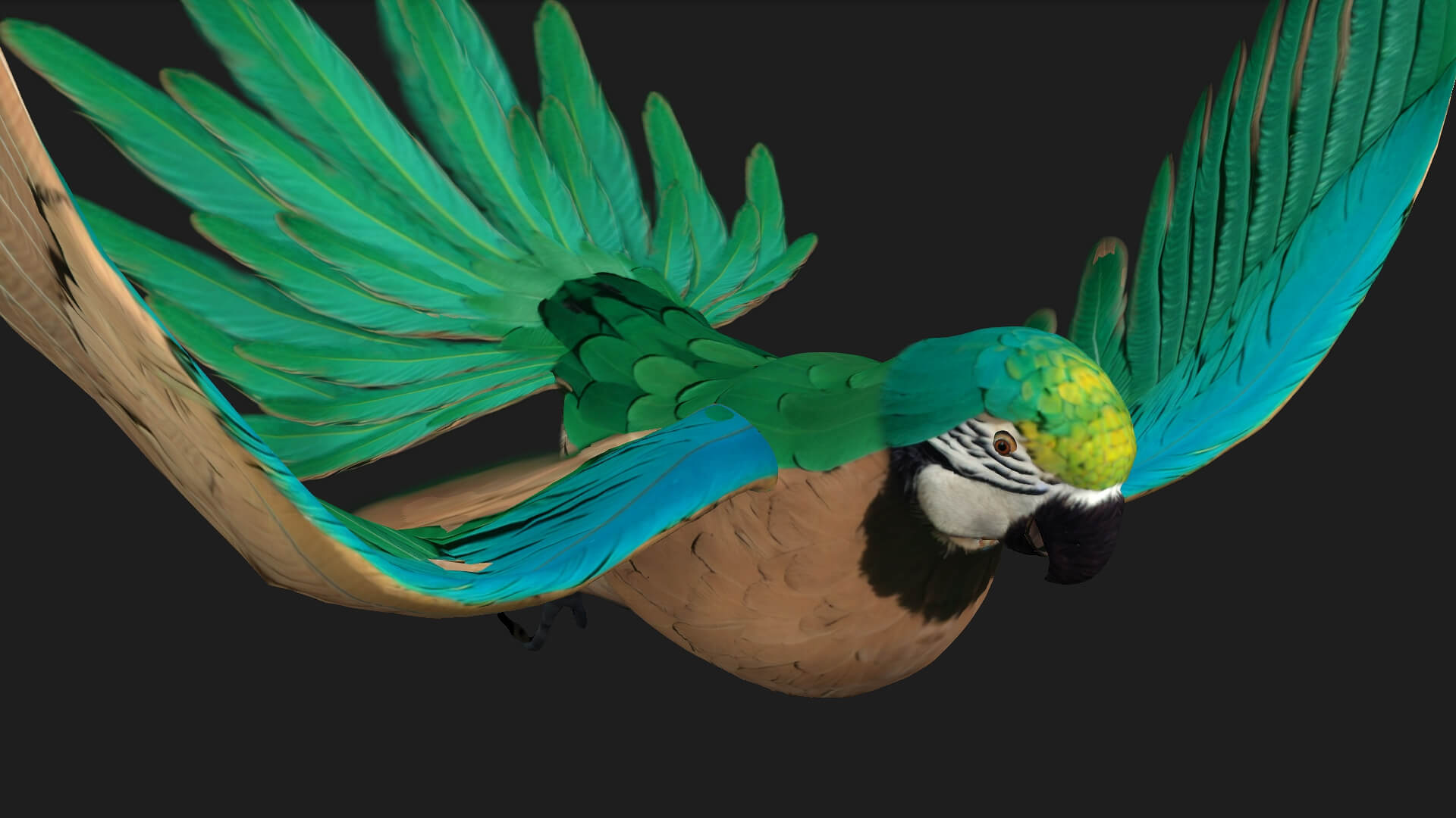 Parrot A5 Animated - 3D Model by Animated3d