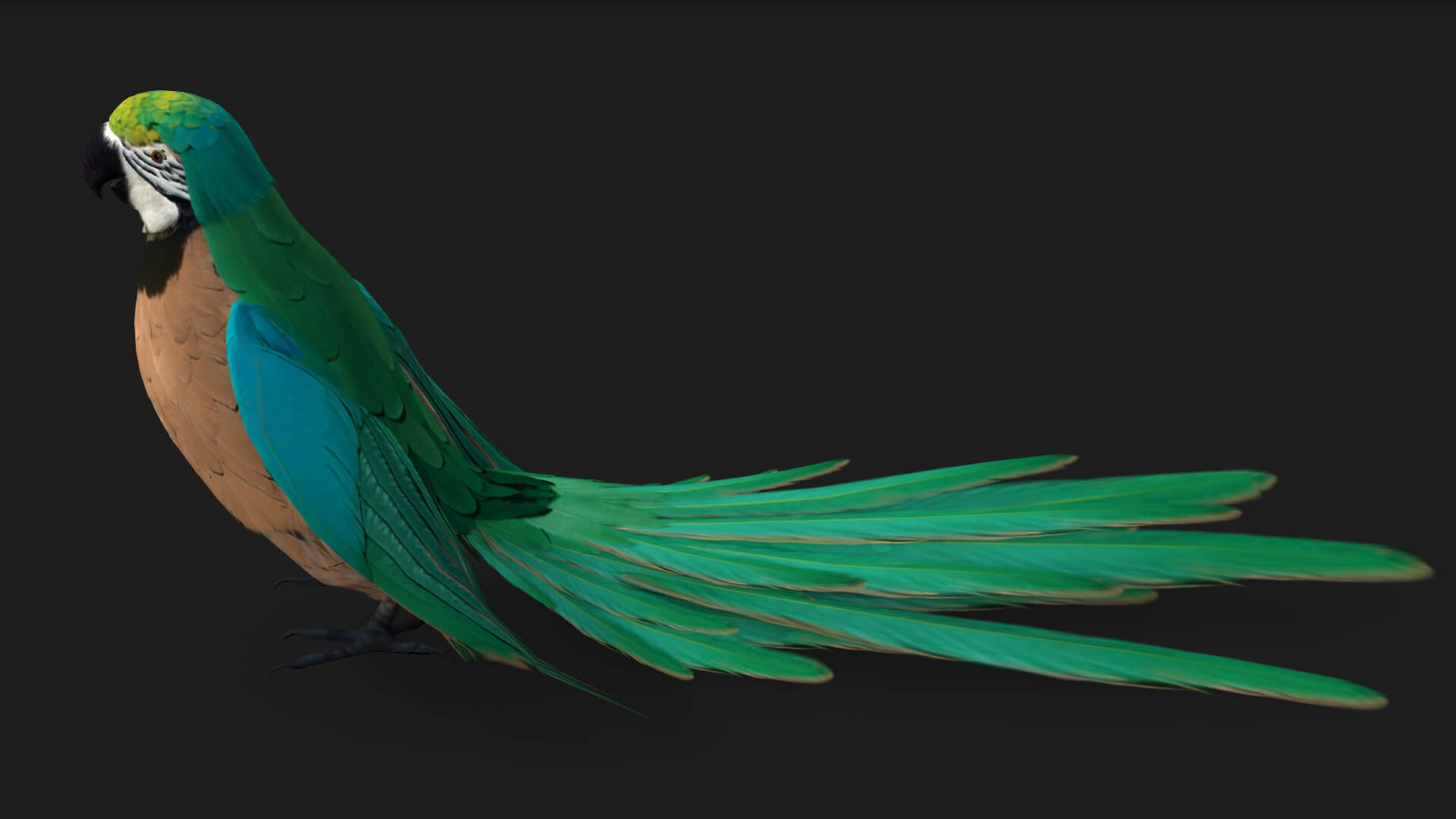 Parrot A5 Animated - 3D Model by Animated3d