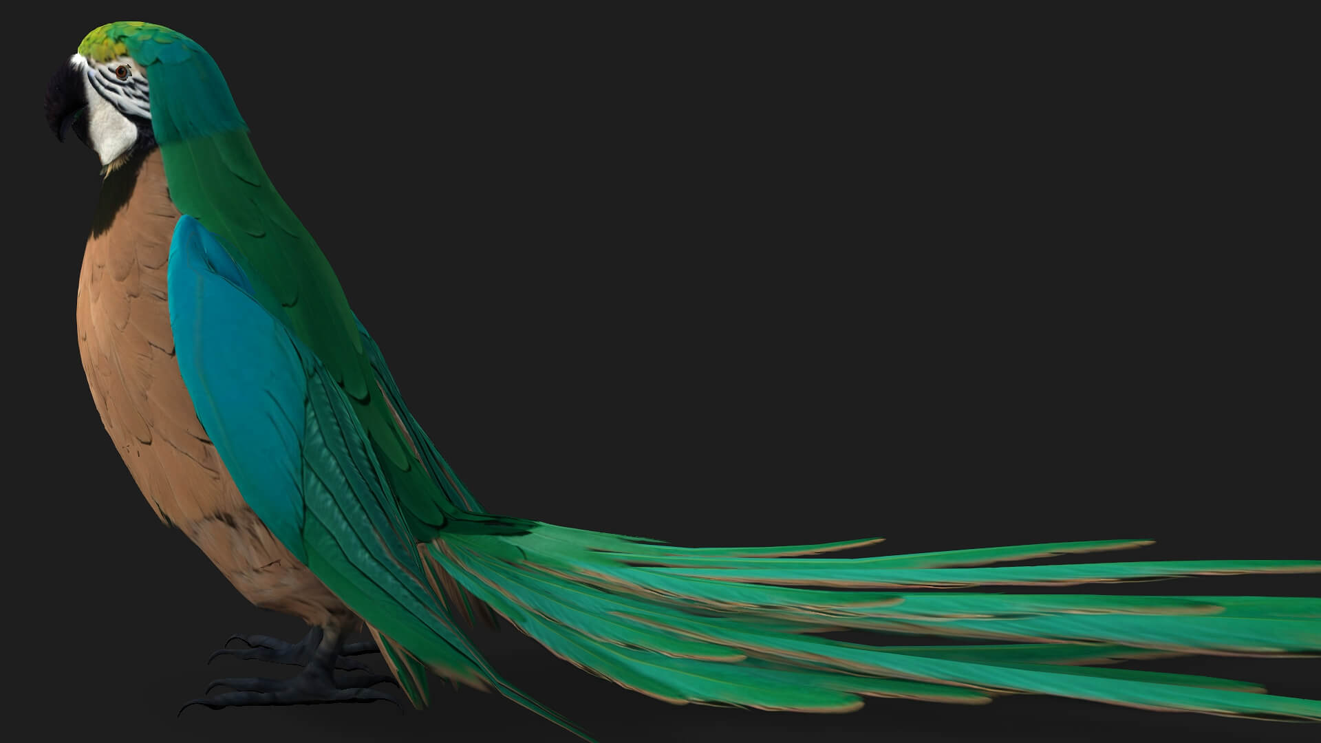 Parrot A5 Animated - 3D Model by Animated3d
