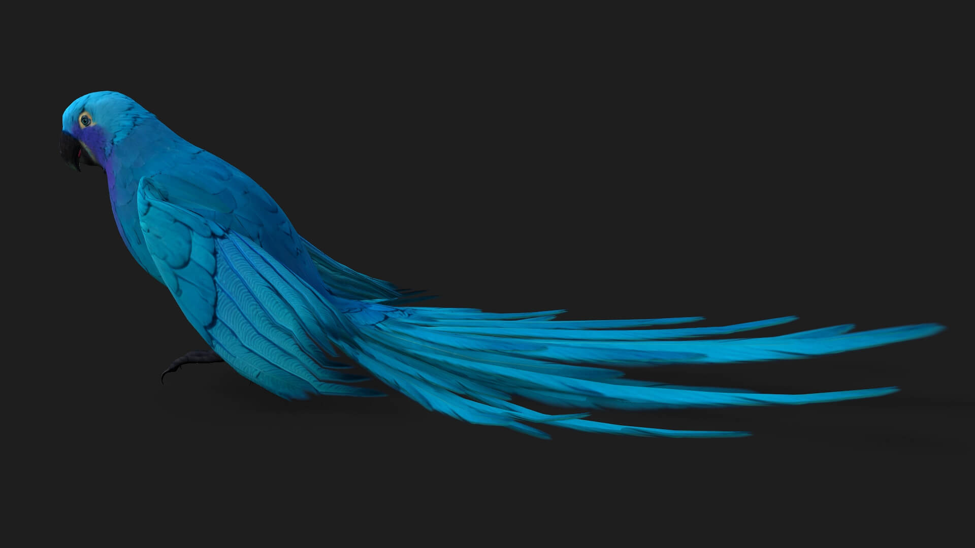 Parrot A6 Animated - 3D Model by Animated3d