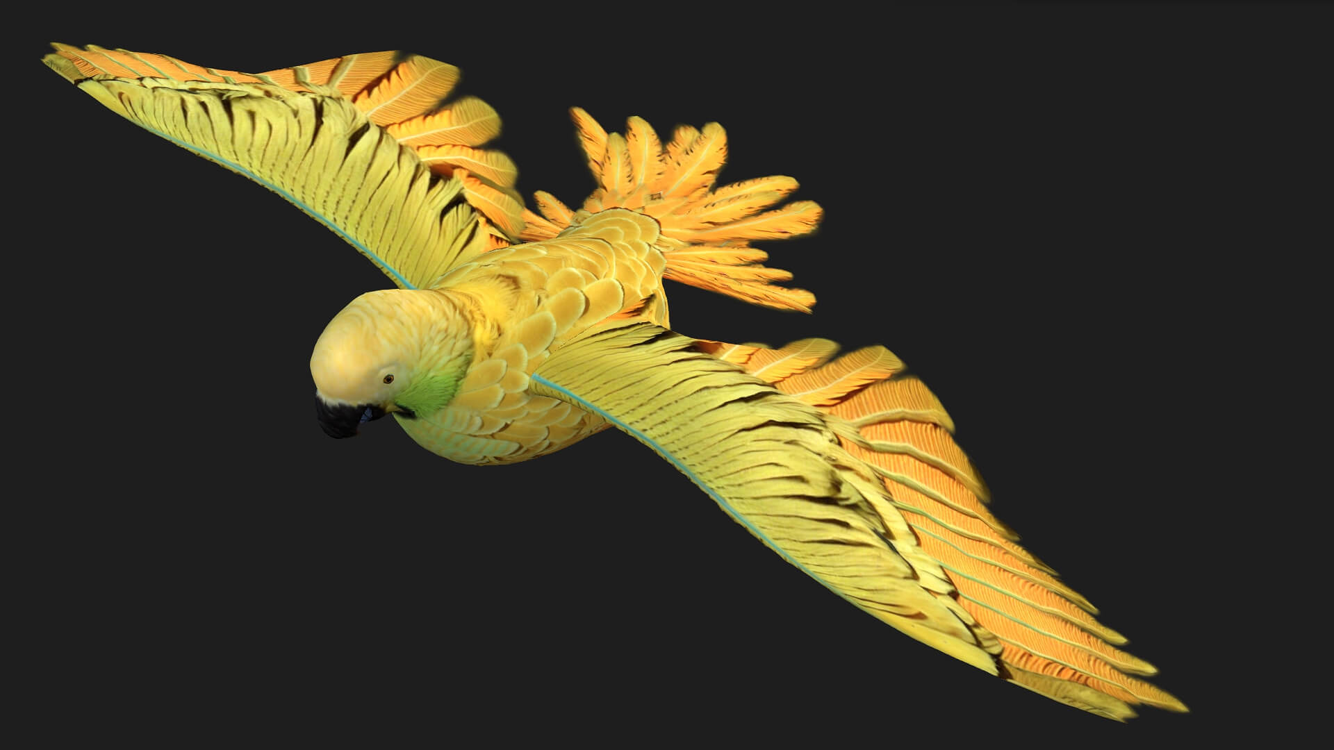 Parrot A7 Animated - 3D Model by Animated3d