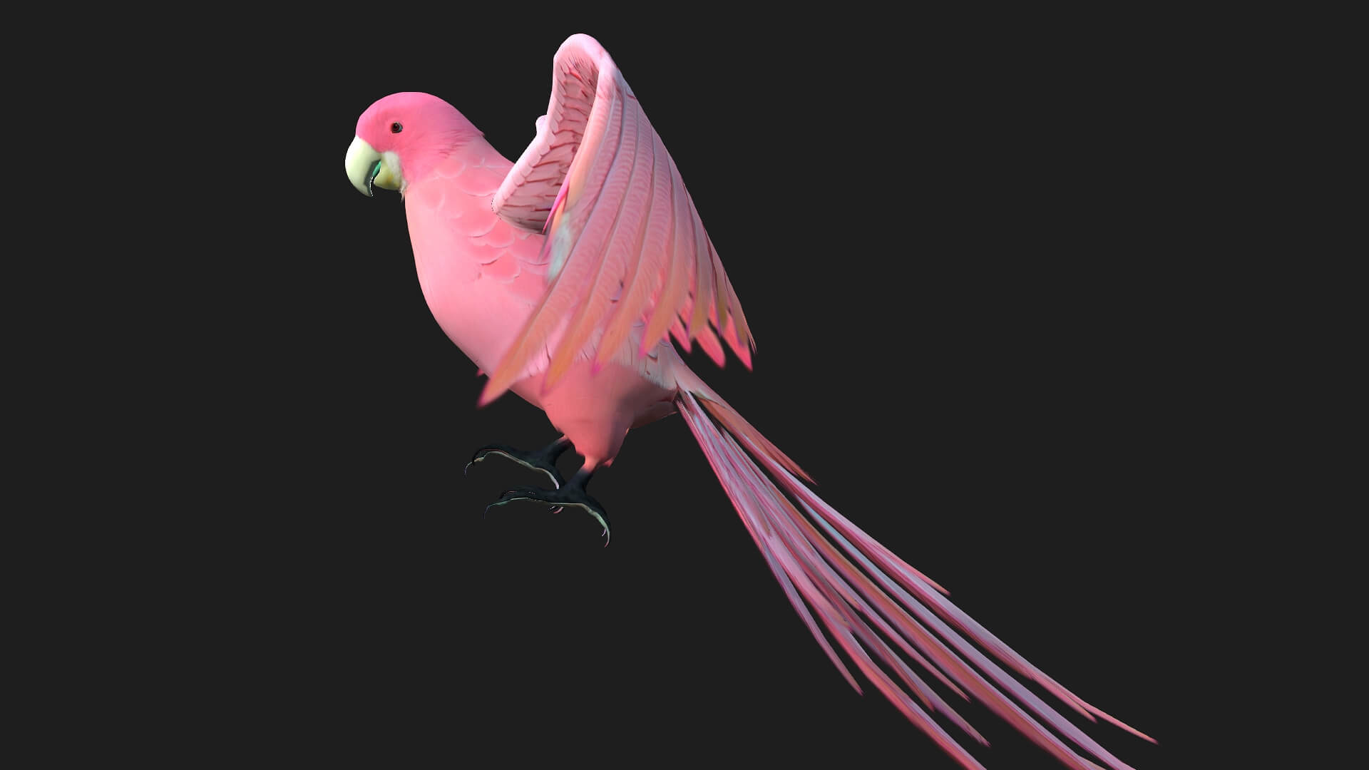 Parrot A8 Animated - 3D Model by Animated3d