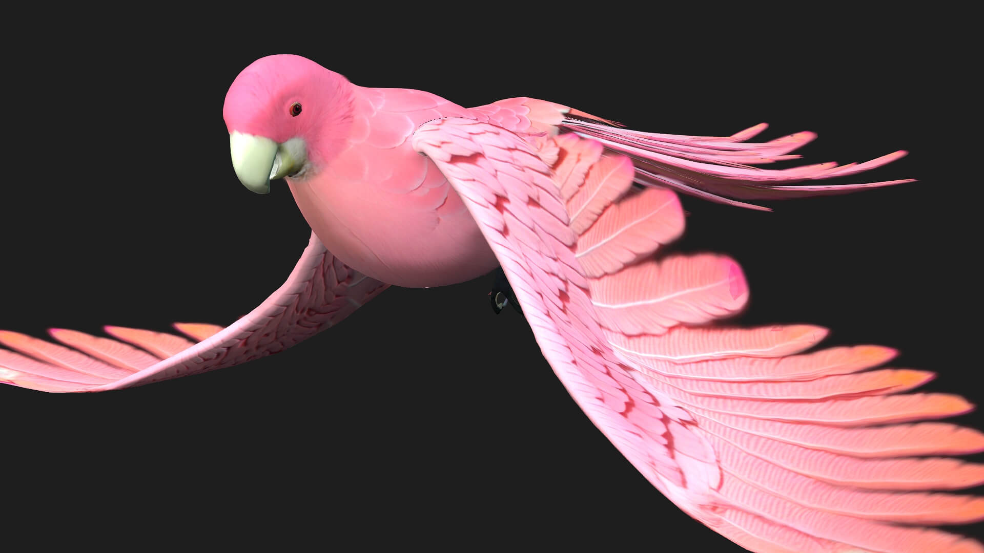 Parrot A8 Animated - 3D Model by Animated3d