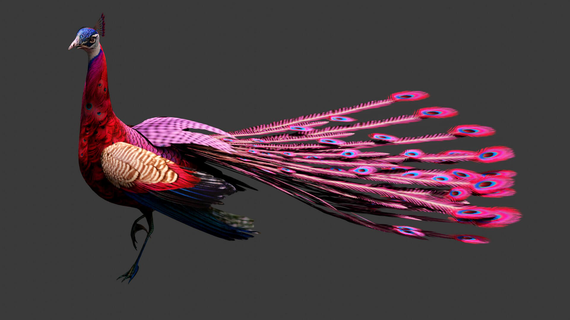 Peacock A1 Animated - 3D Model by Animated3d