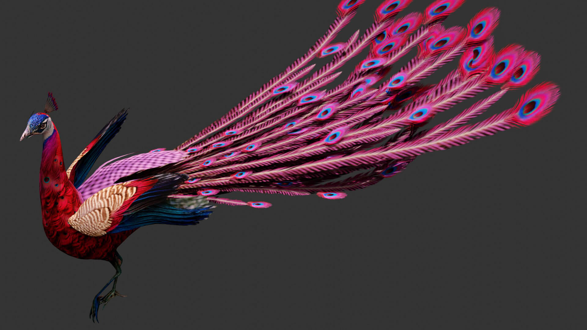Peacock A1 Animated - 3D Model by Animated3d