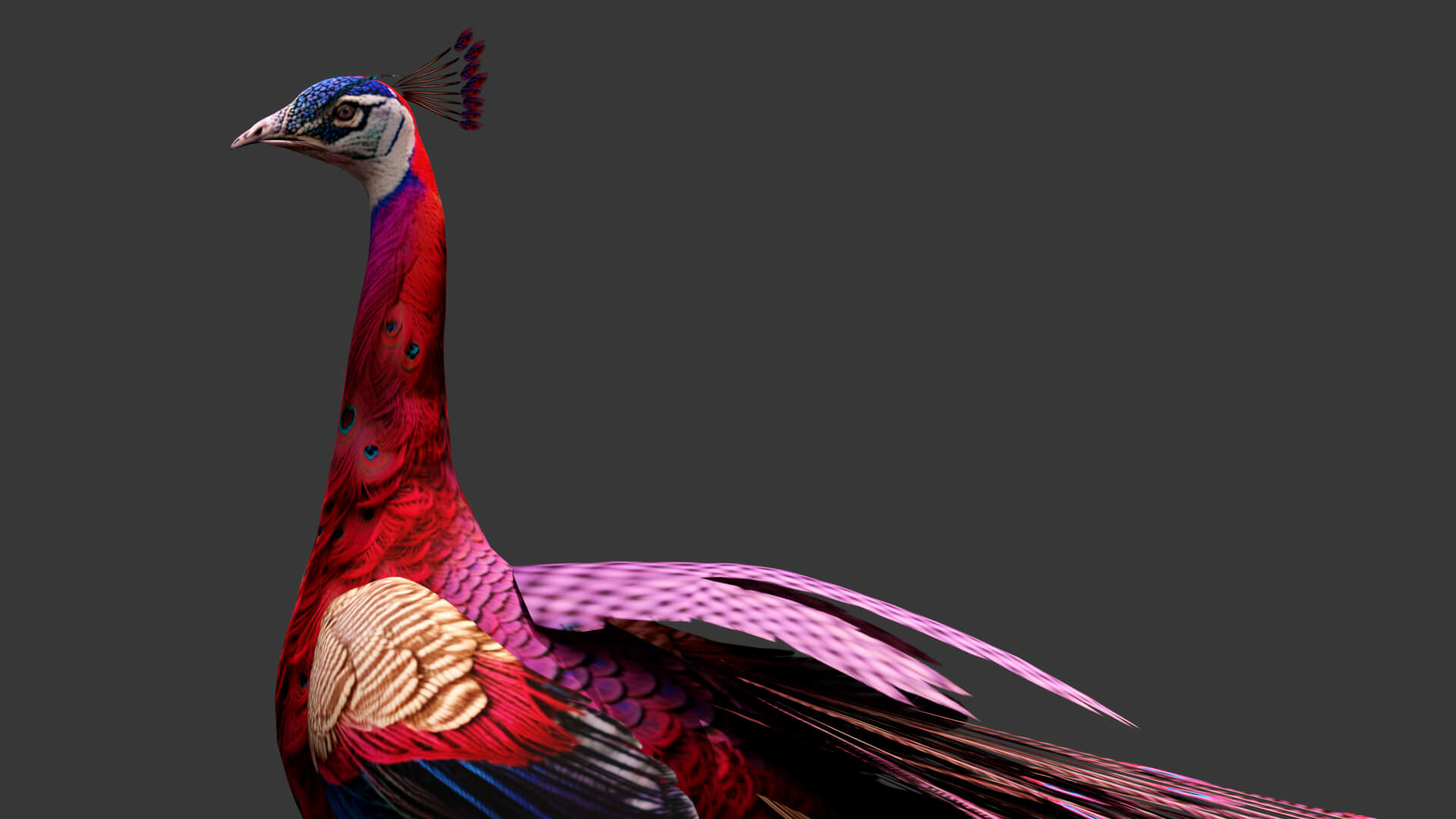 Peacock A1 Animated - 3D Model by Animated3d