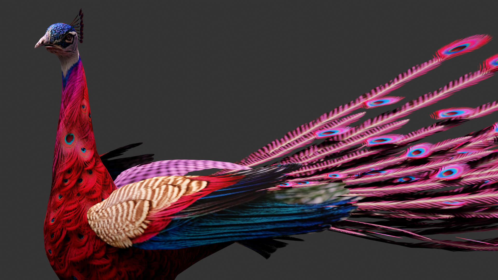 Peacock A1 Animated - 3D Model by Animated3d