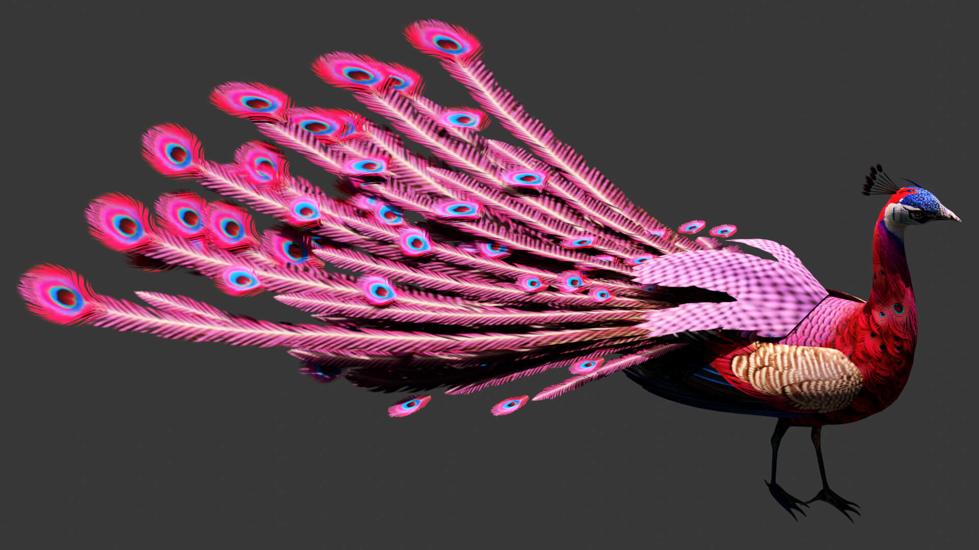 Peacock A1 Animated - 3D Model by Animated3d