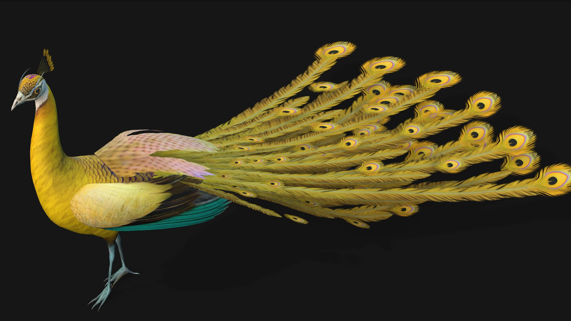 Peacock A2 Animated - 3D Model by Animated3d